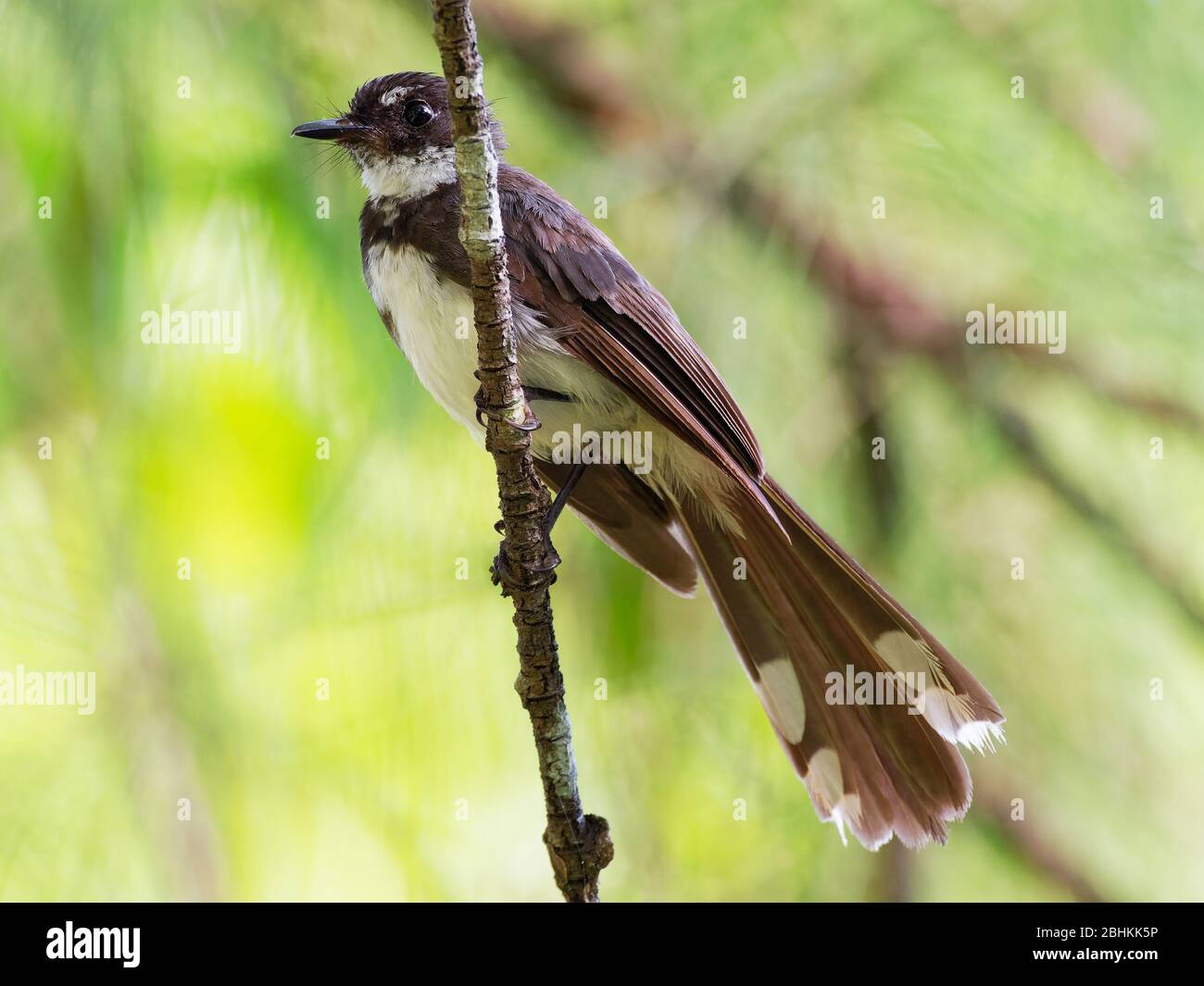 Malaysian birds hi-res stock photography and images - Alamy