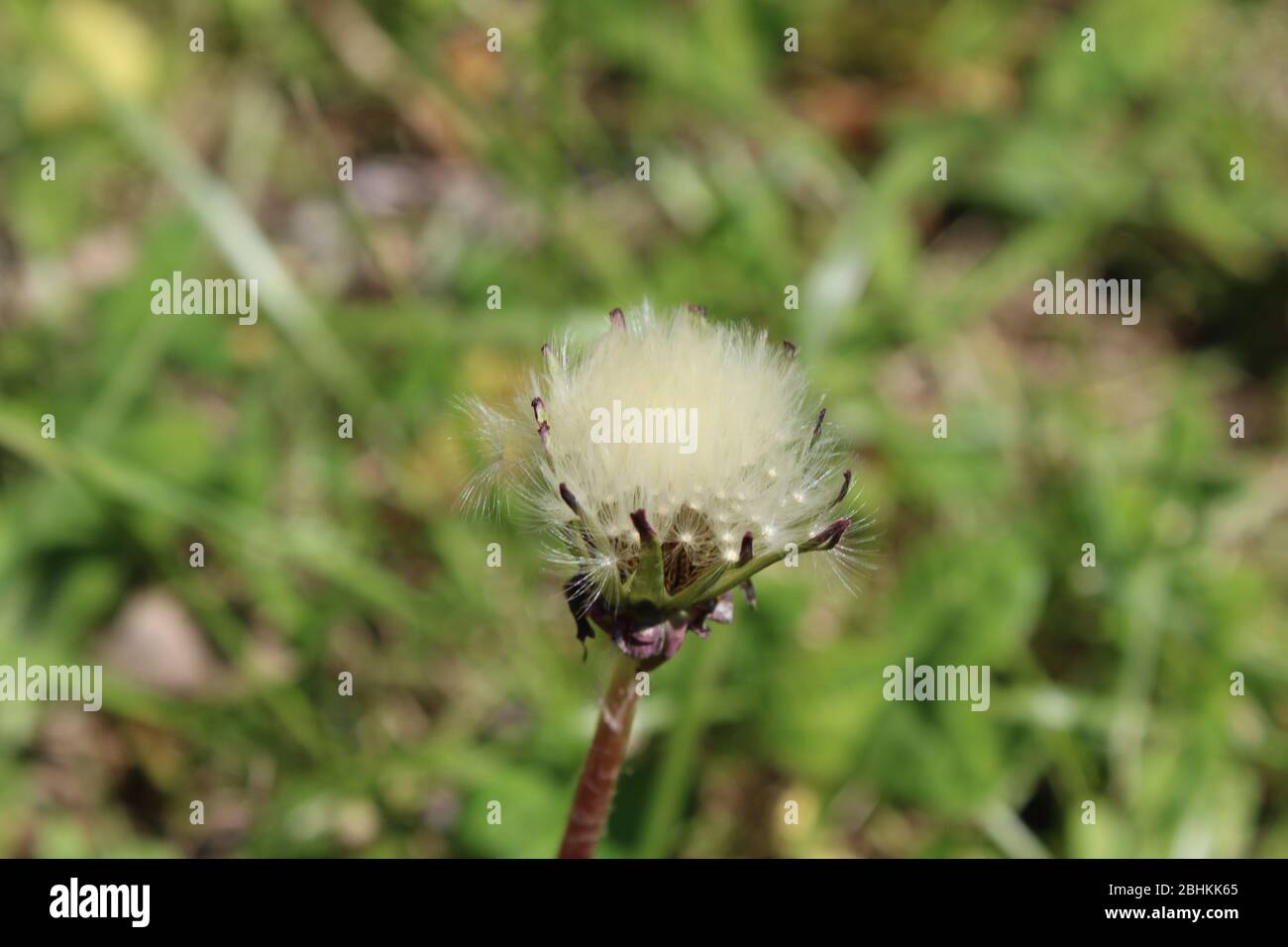 Dandelion clock close up Stock Photo - Alamy