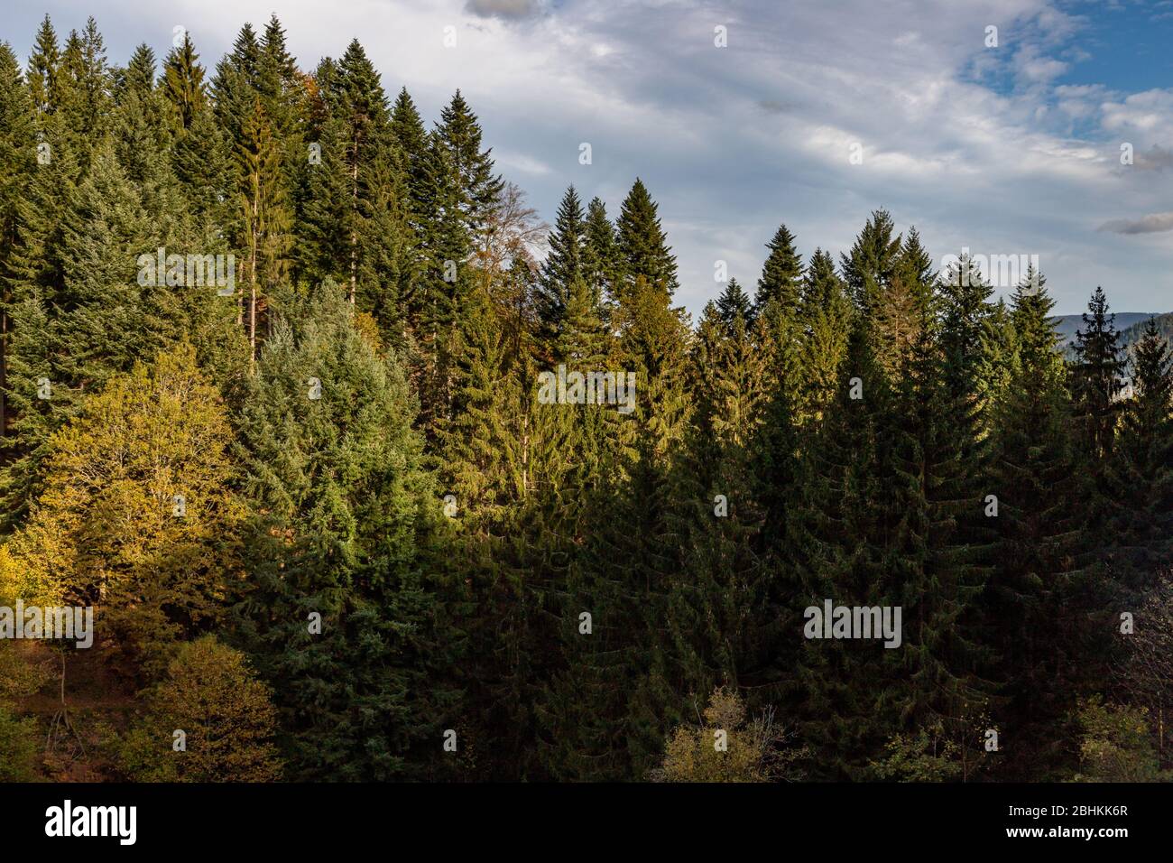 Pine trees in Black Forest around Forbach village, Germany Stock Photo ...