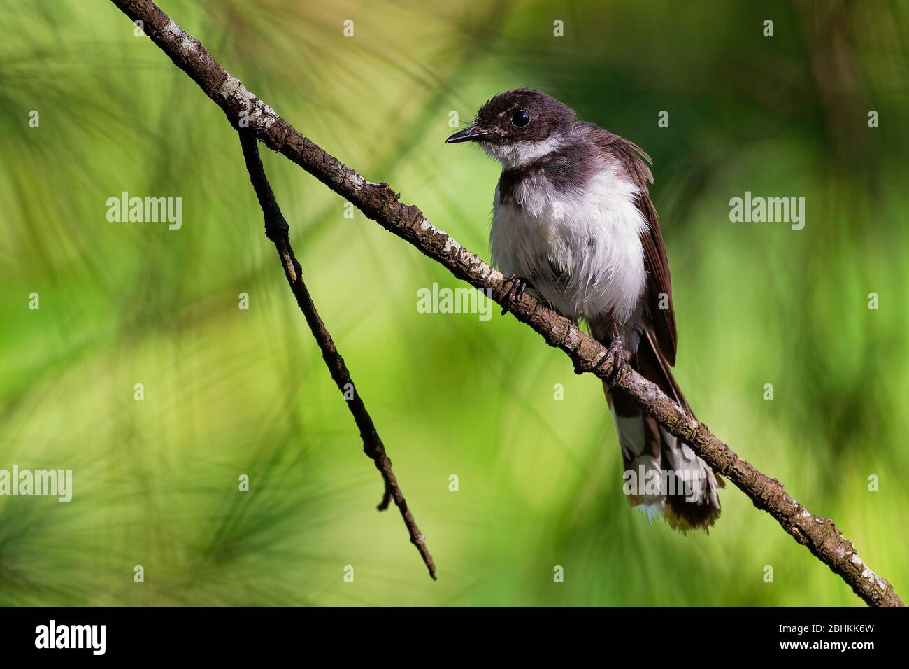 Malaysian Pied-Fantail - Rhipidura javanica black and white singing ...