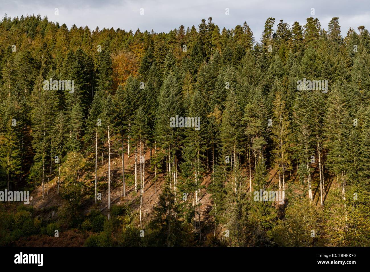 Pine trees in Black Forest around Forbach village, Germany Stock Photo ...