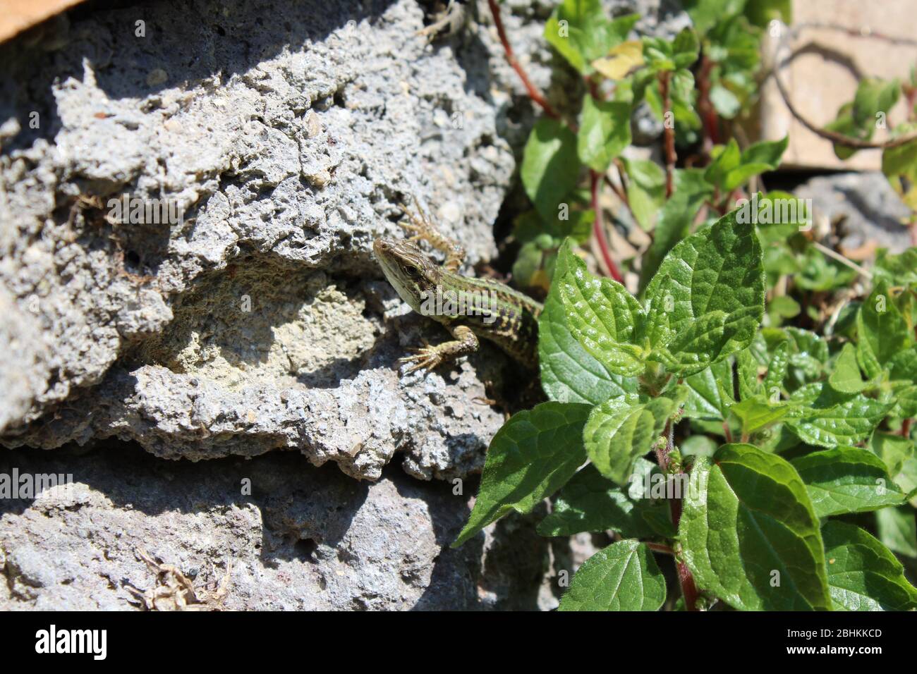 Rock climbing lizard hi-res stock photography and images - Alamy
