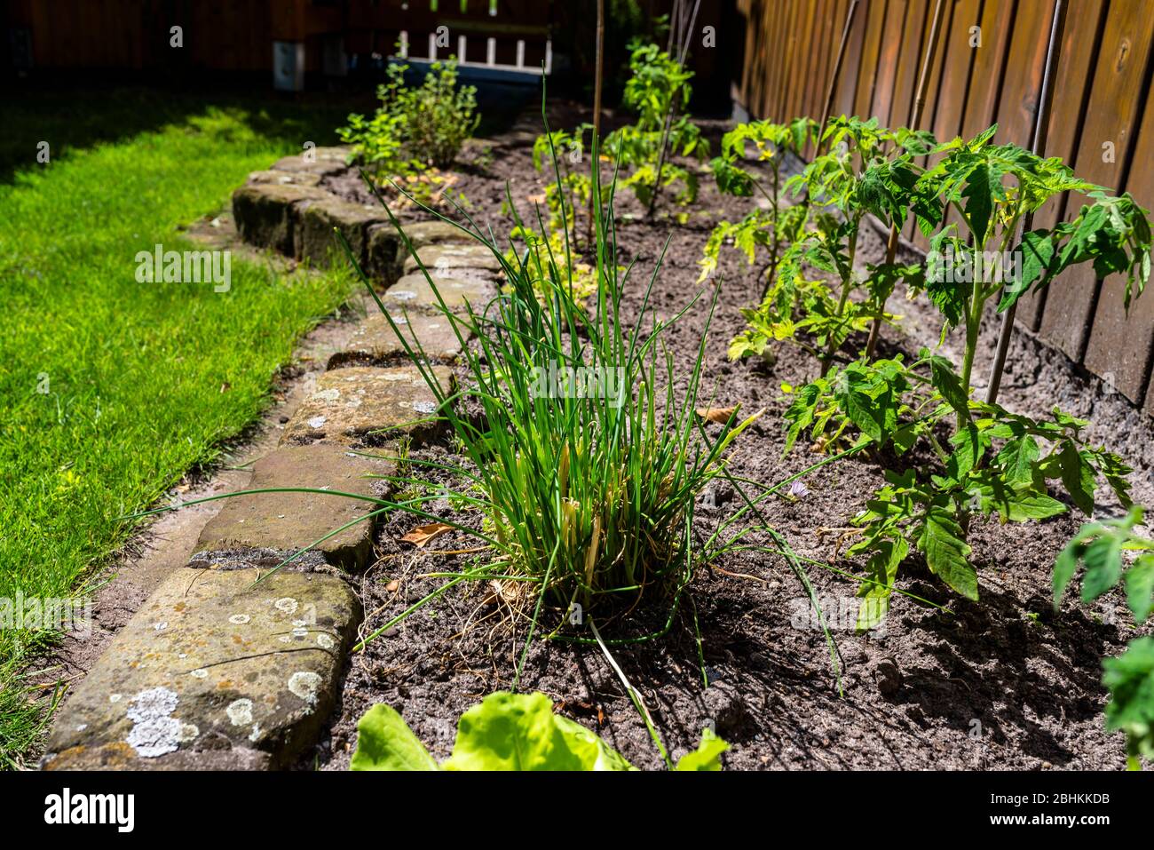 Fresh chive growing in a home garden, spring season, visible soil Stock ...