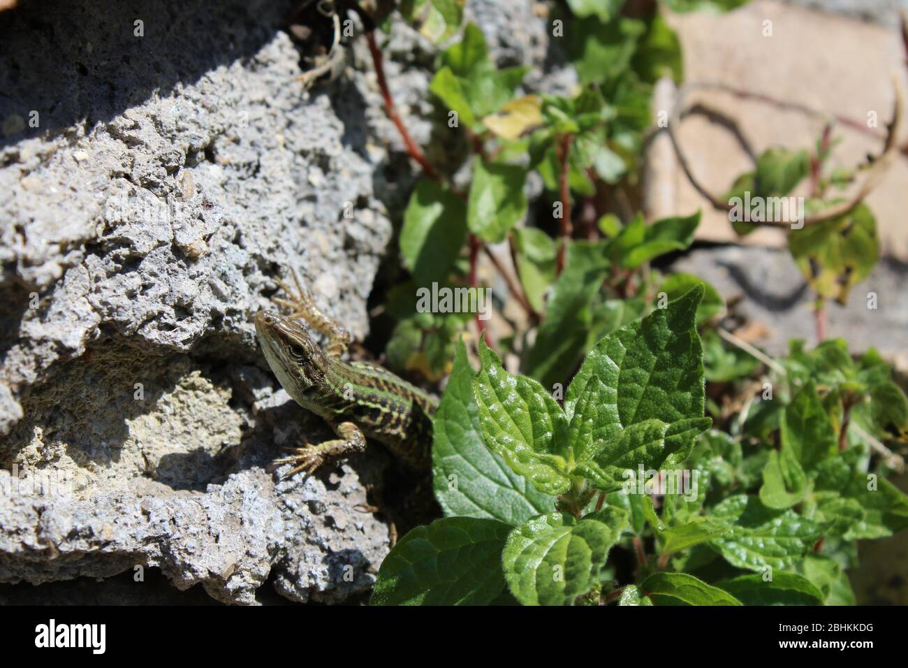 lizard peeking out from under the leaves on a wall Stock Photo - Alamy