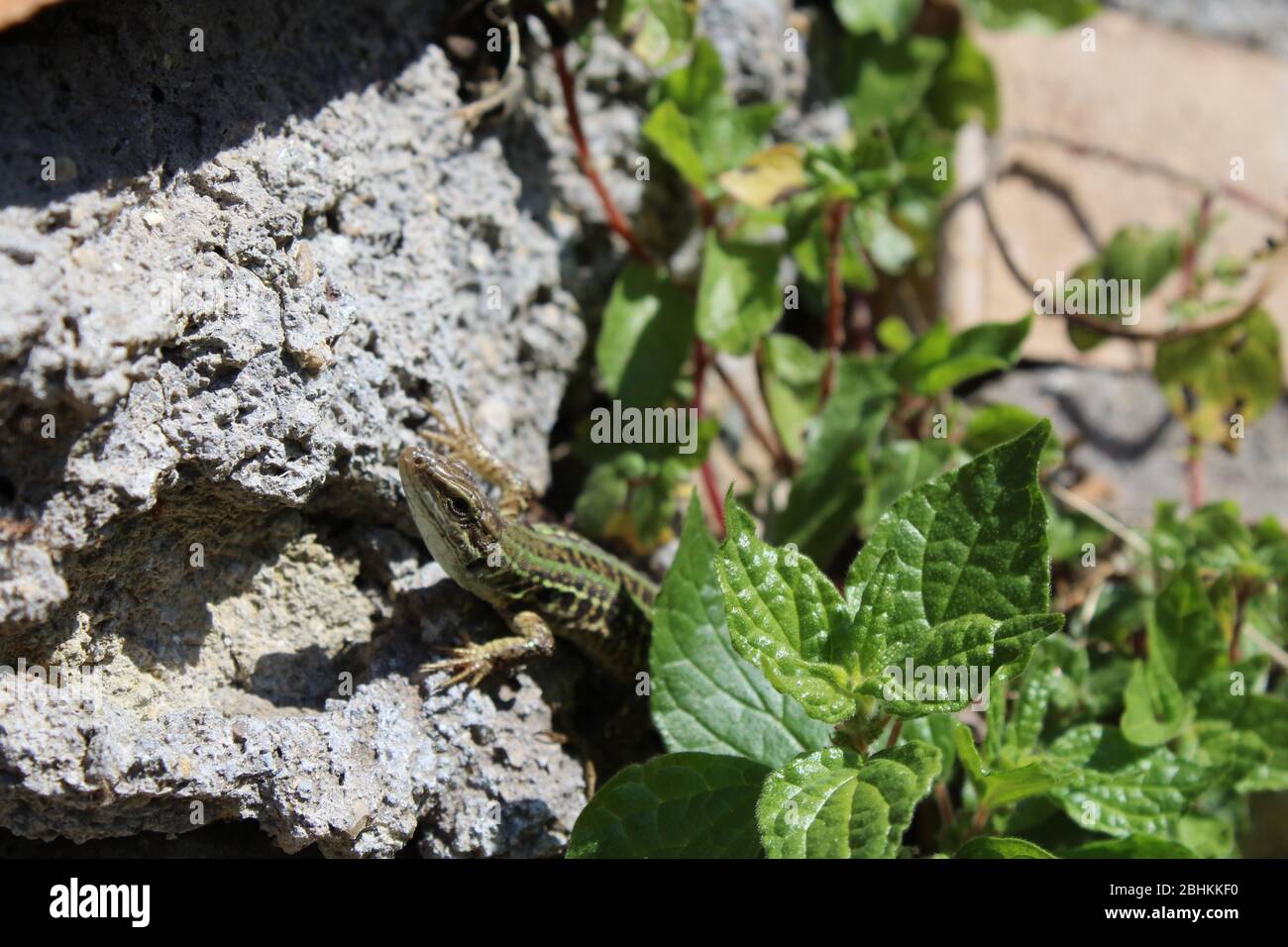 Rock climbing lizard hi-res stock photography and images - Alamy