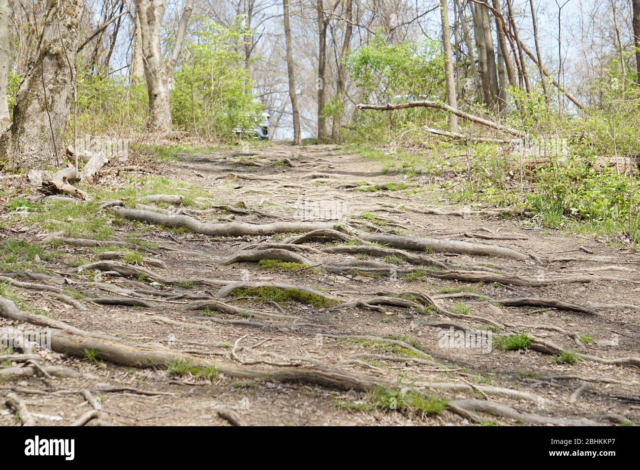 Hiking trail uphill in woods Stock Photo - Alamy