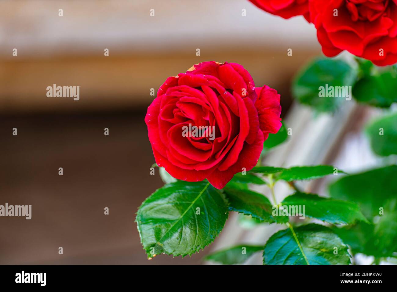 Beautiful, mature, red rose growing in a home garden, close up shot ...