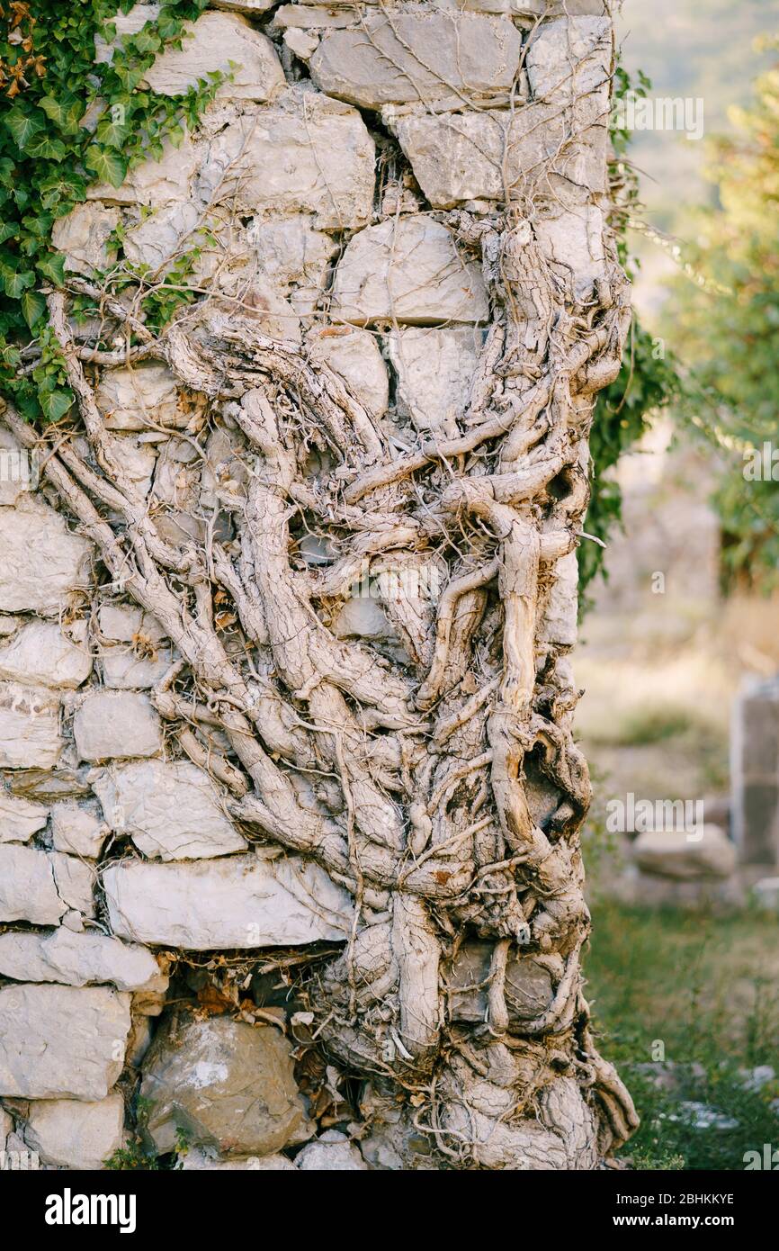 Perennial ivy root rolls on a stone wall in the old town of Bar, in ...