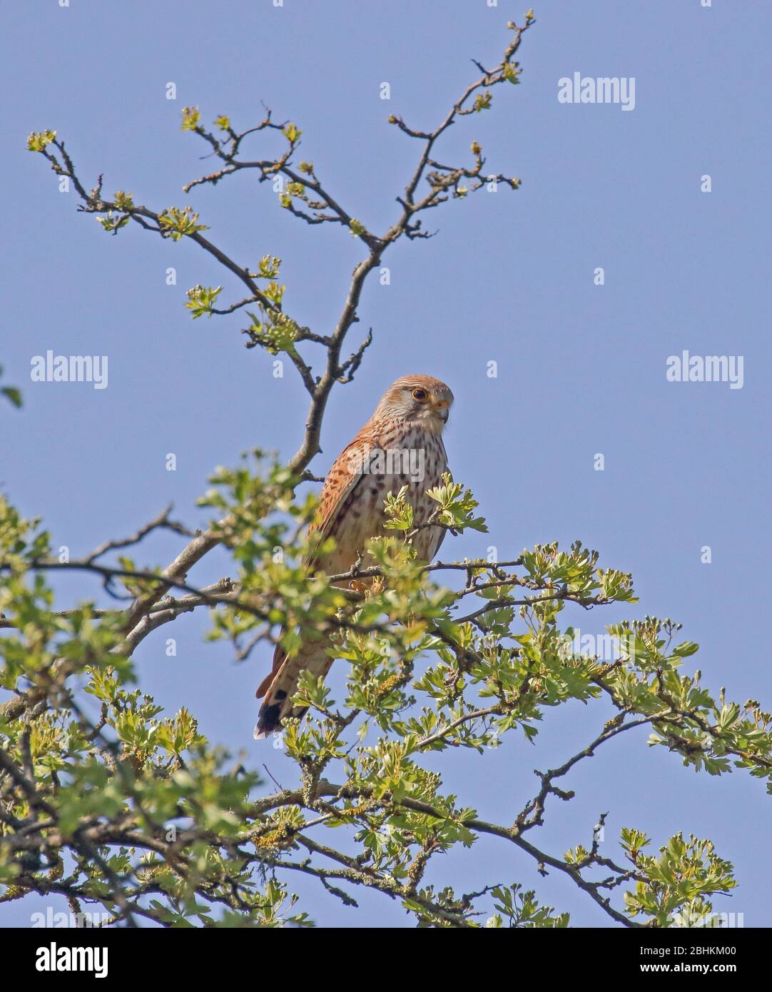 Female kestrel in wild hi-res stock photography and images - Alamy
