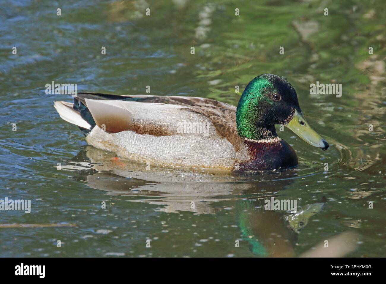 Mallard (Anas platyrhynchos Stock Photo - Alamy