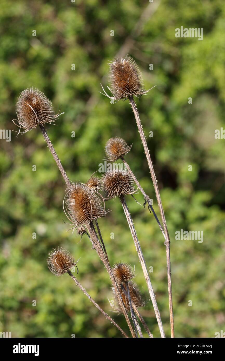 Teasel uk flower hi-res stock photography and images - Alamy