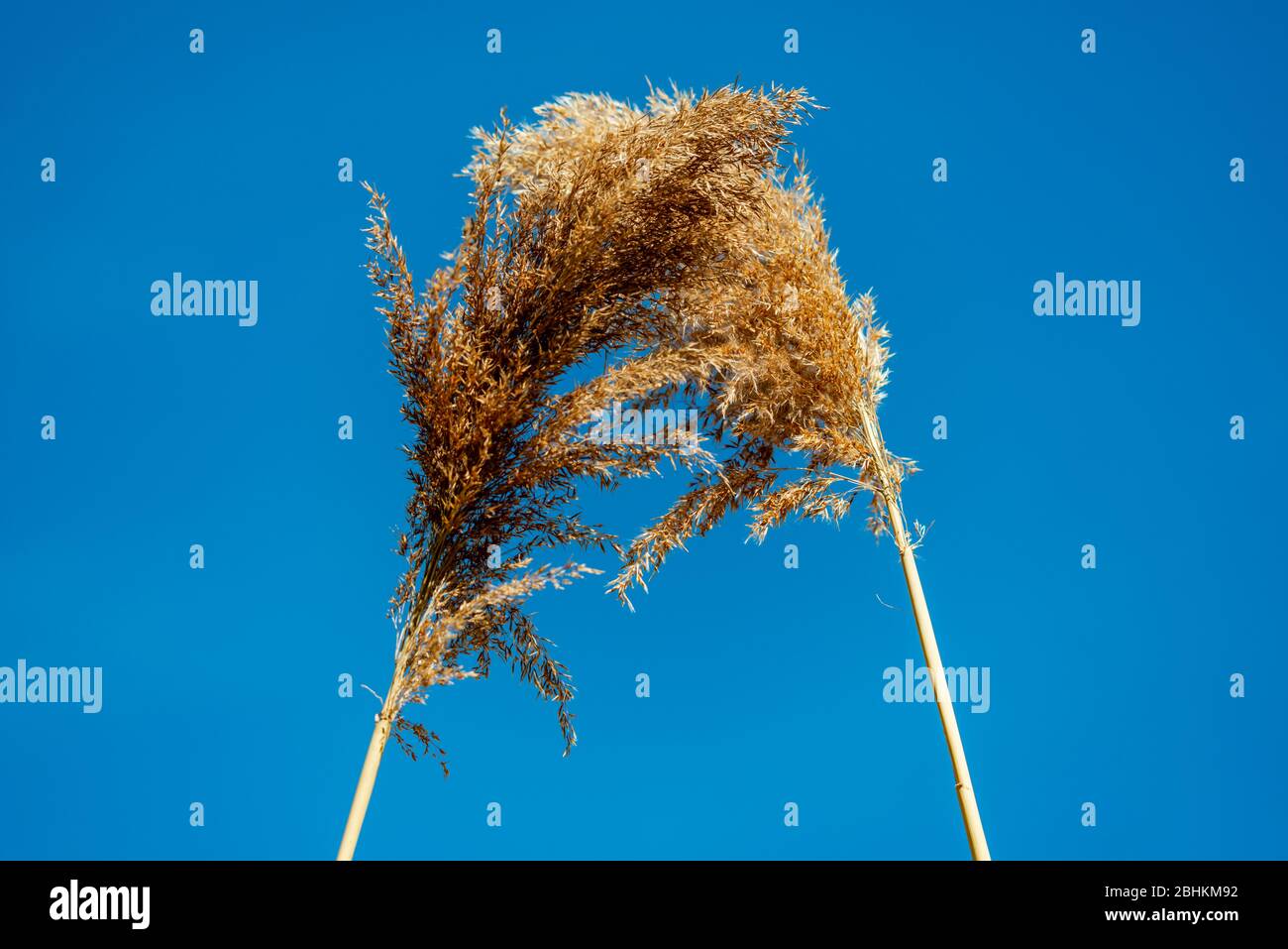 Two reeds in the blue sky background Stock Photo - Alamy