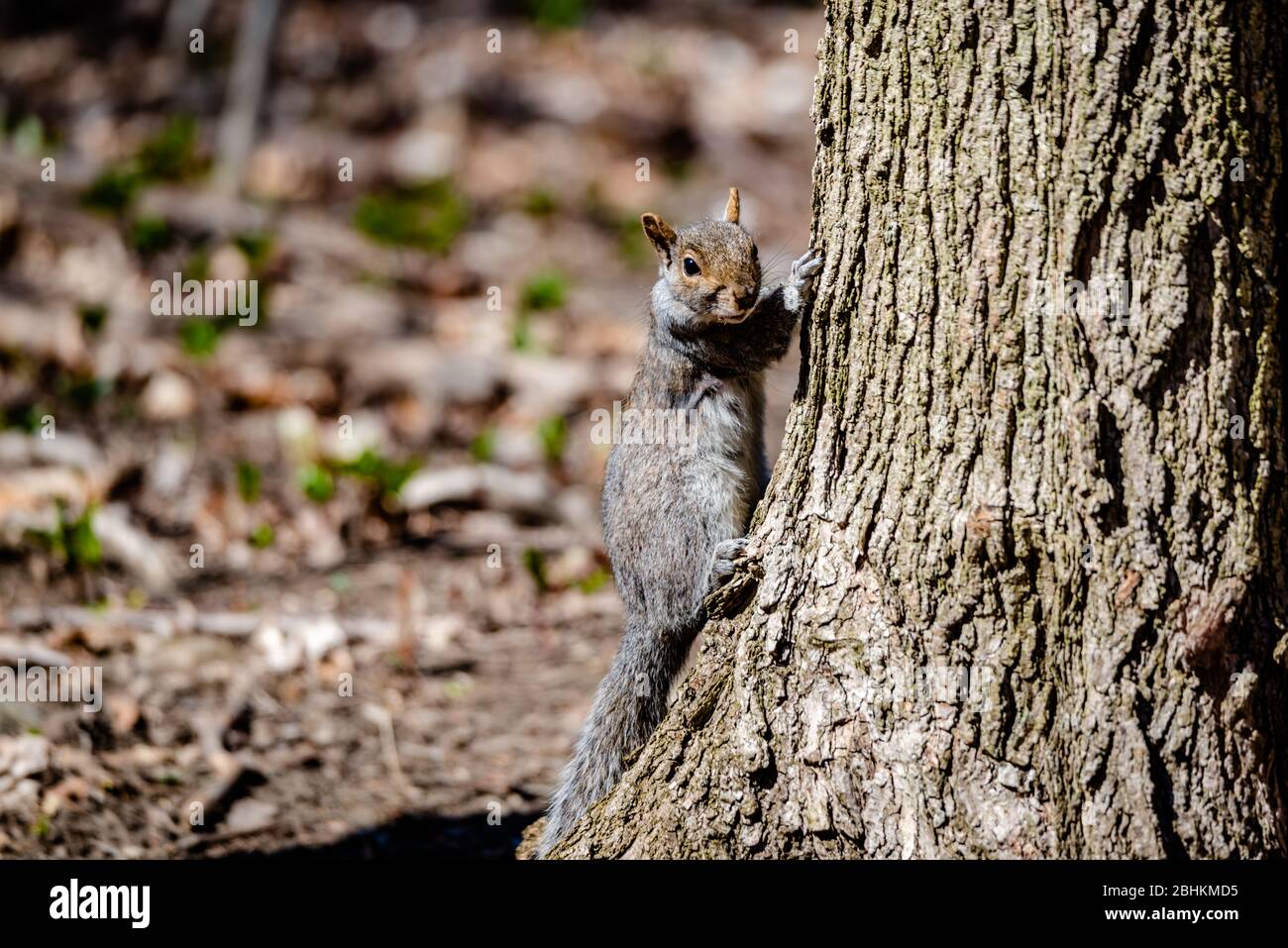 City environment fauna hi-res stock photography and images - Alamy