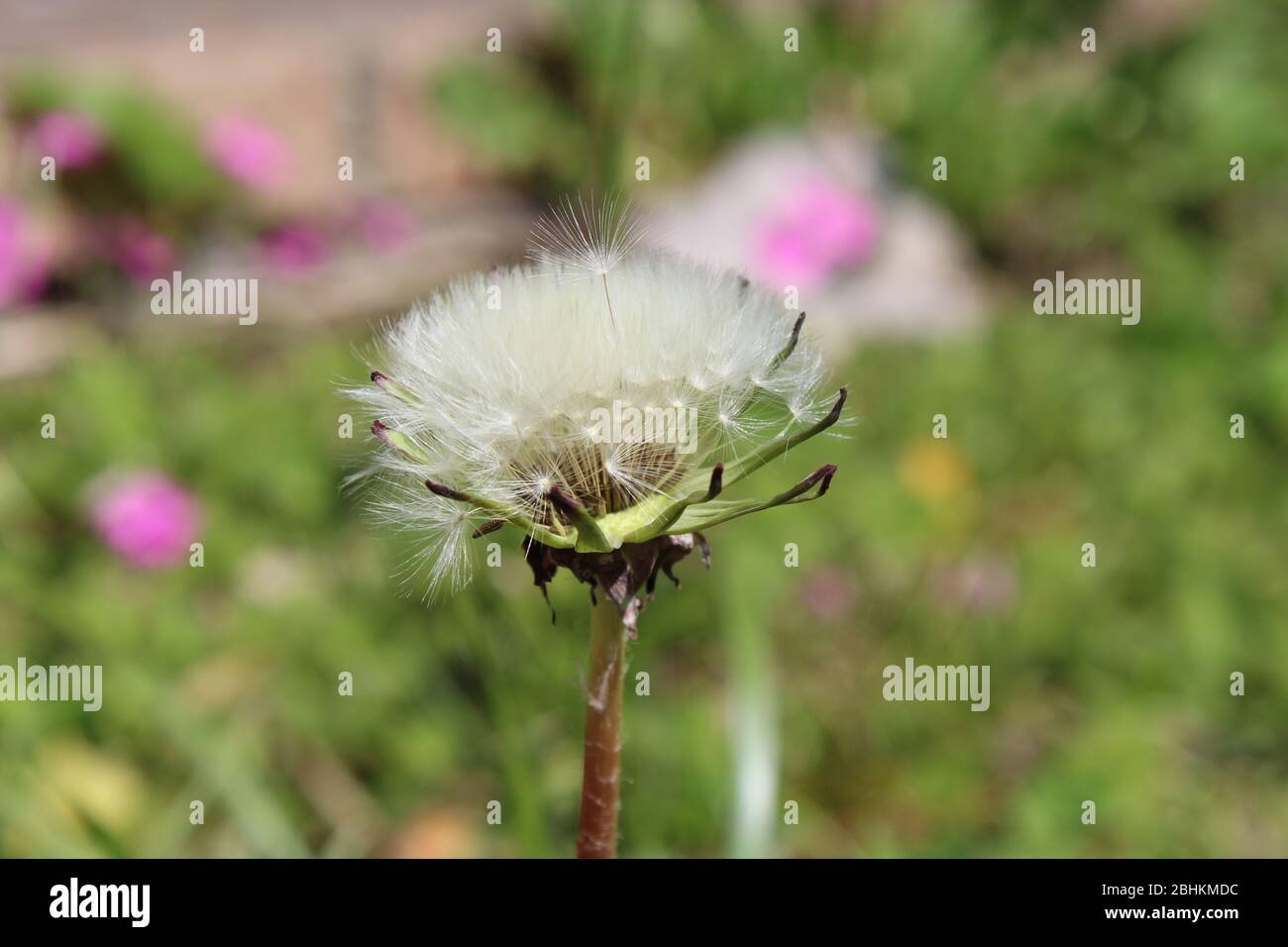 Dandelion clock close up Stock Photo - Alamy