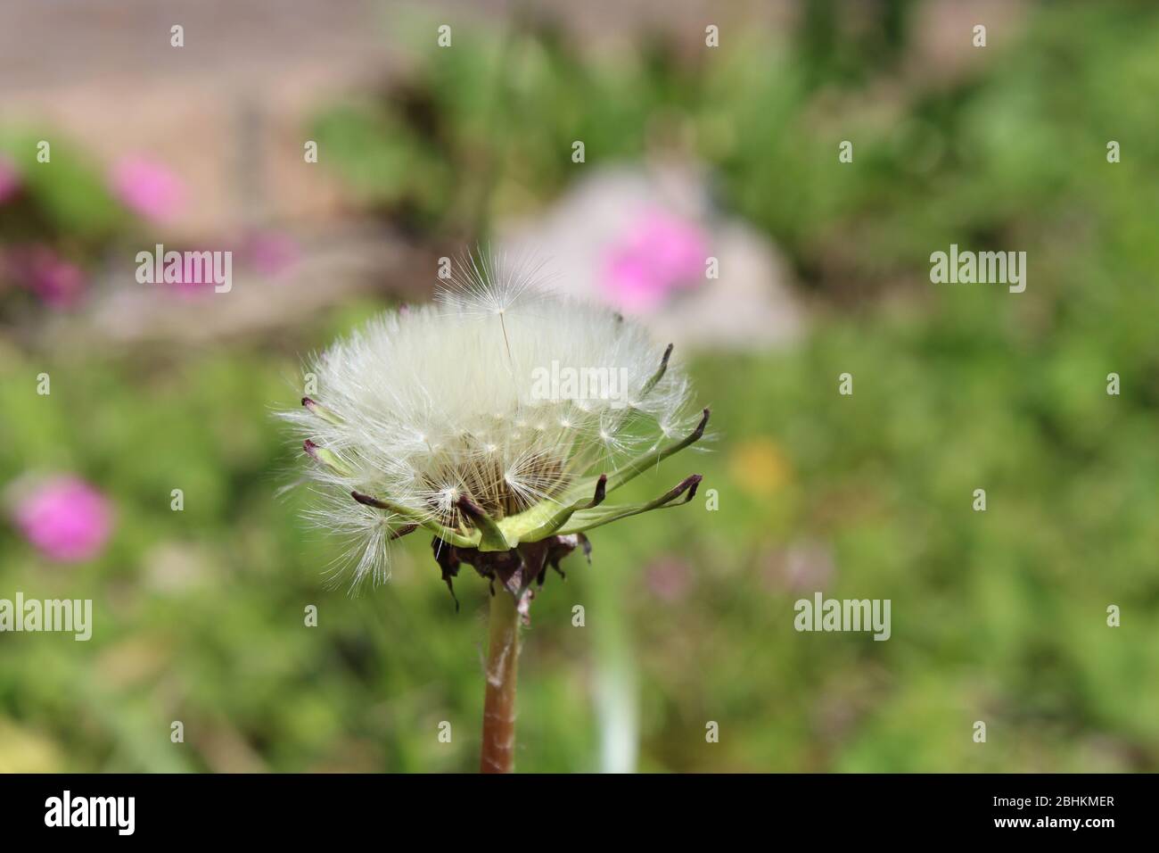 Dandelions wish blow flowers hi-res stock photography and images - Alamy