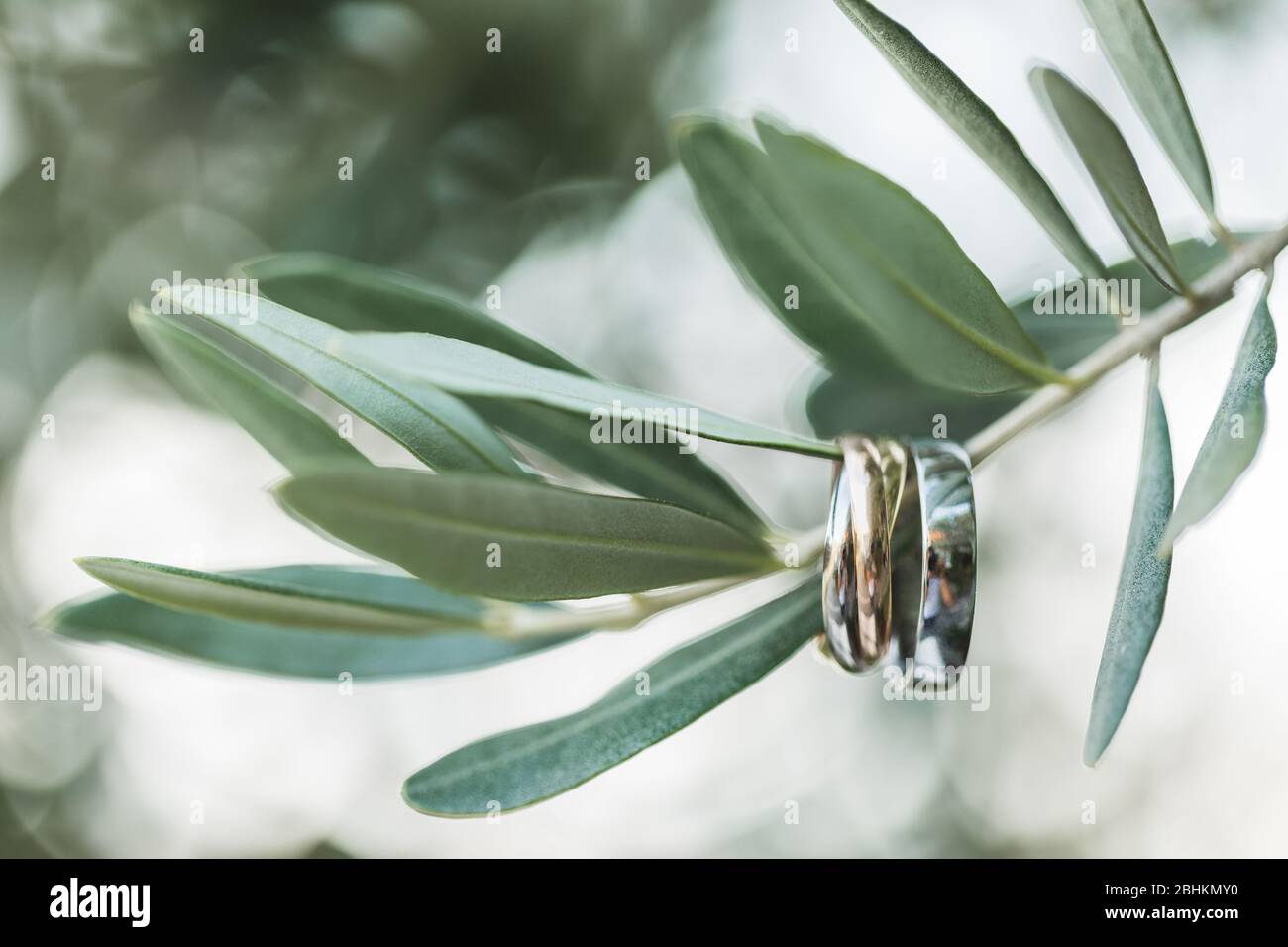 Two wedding rings hanging on olive tree green branch. Luxury brand ...
