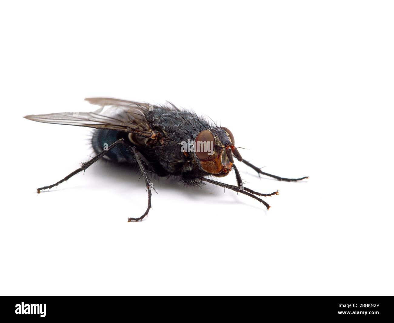 Blowfly Insect Size