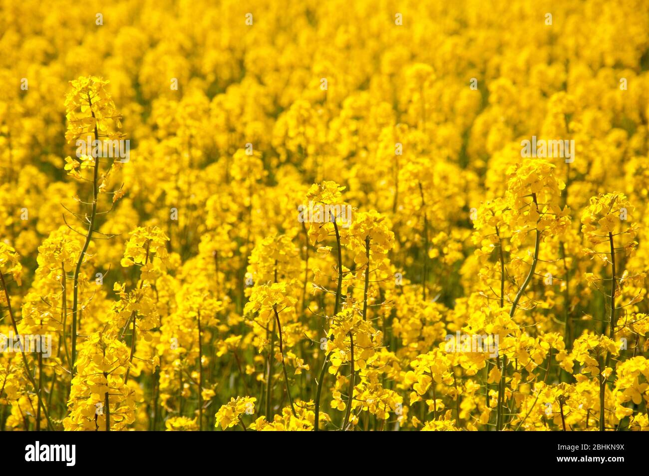 Colza yellow field. Nature. Growing rapeseed in agriculture. Brassica ...