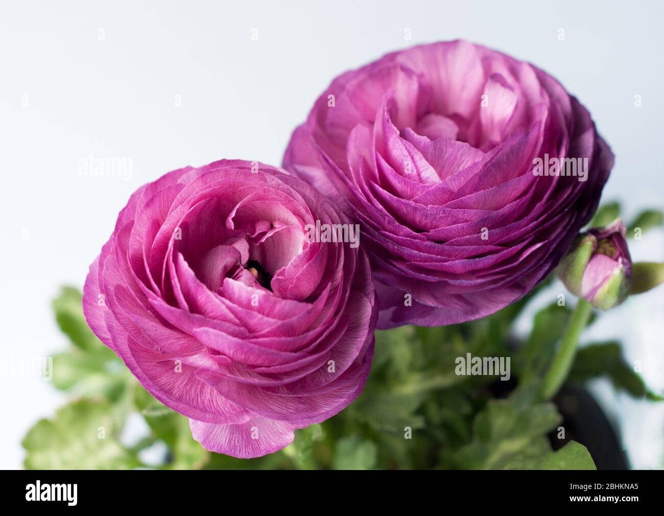 Beautiful purple ranunculuses flowers close up on white background ...