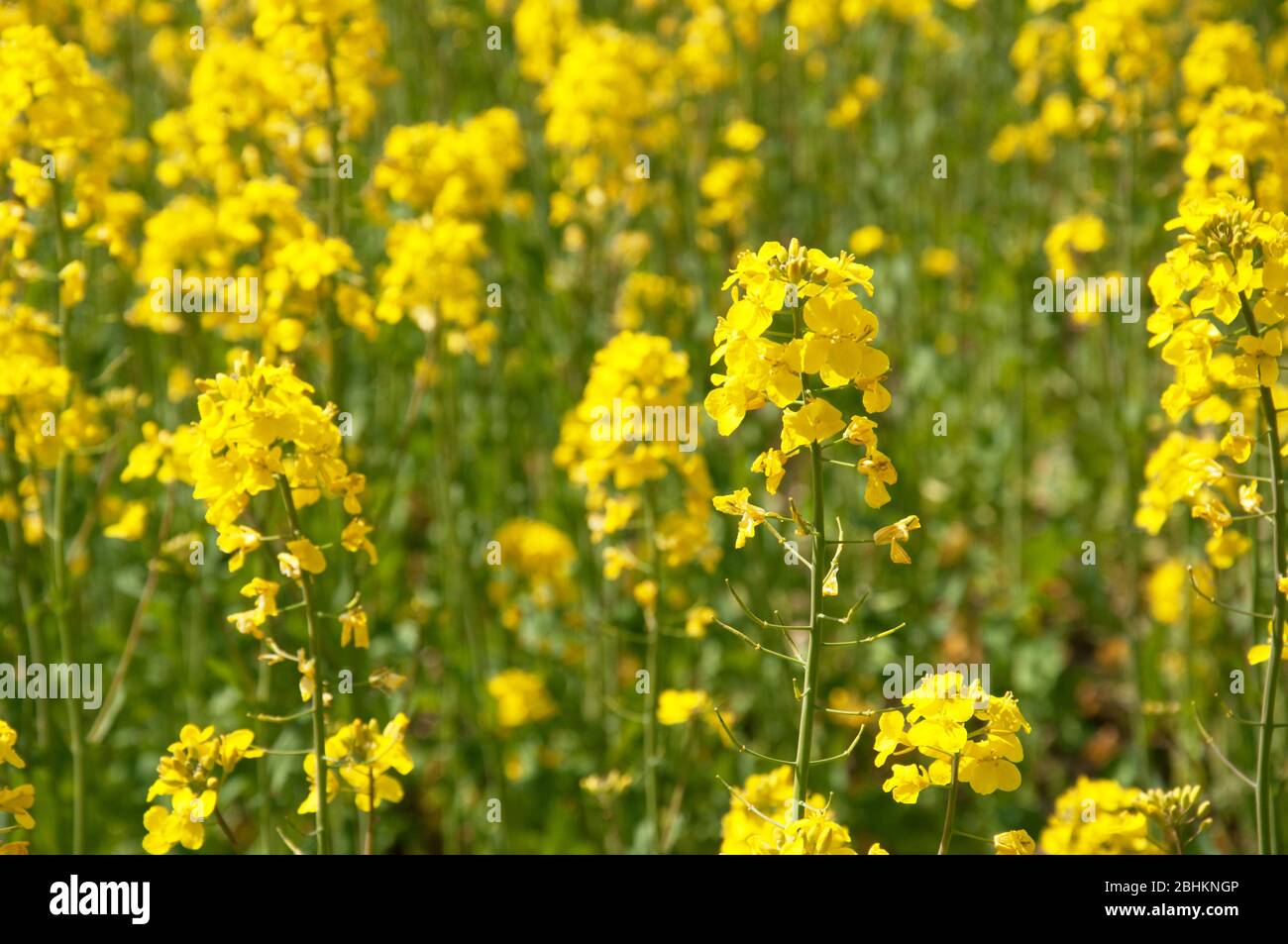 Colza yellow field. Nature. Growing rapeseed in agriculture. Brassica ...