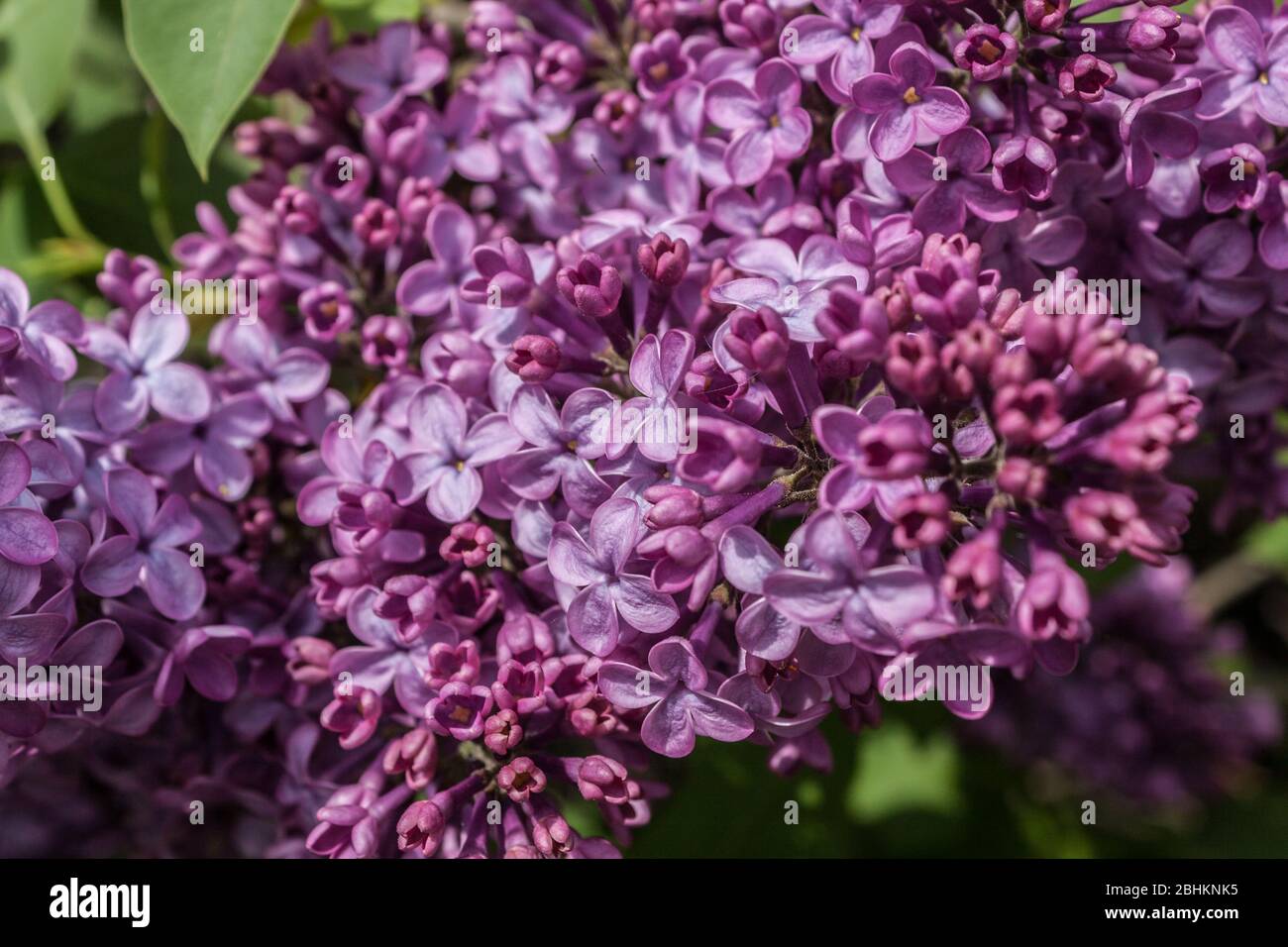 Syringa cultivar hi-res stock photography and images - Alamy