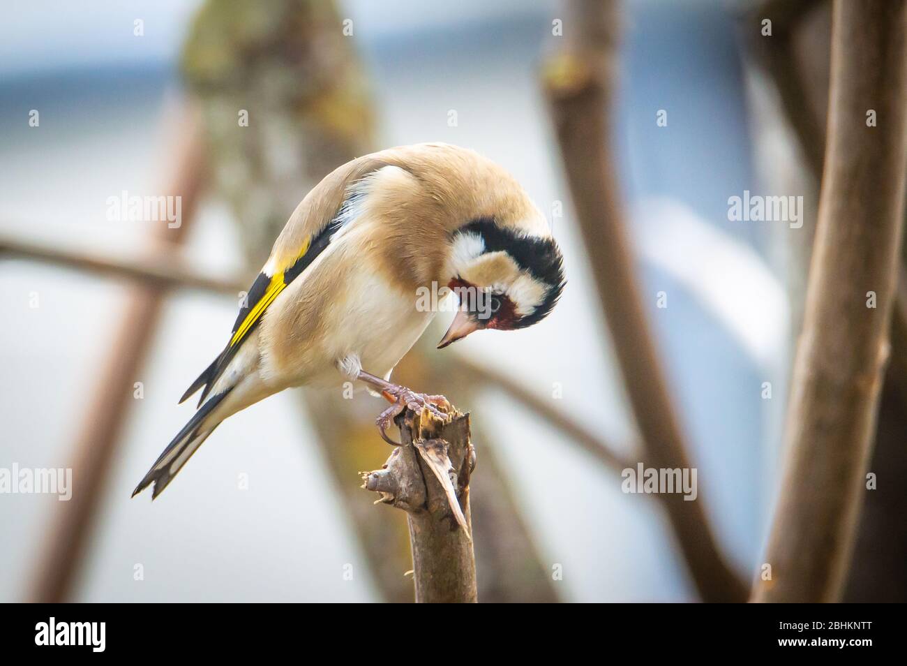 Goldfinch looking at its own feet Stock Photo - Alamy