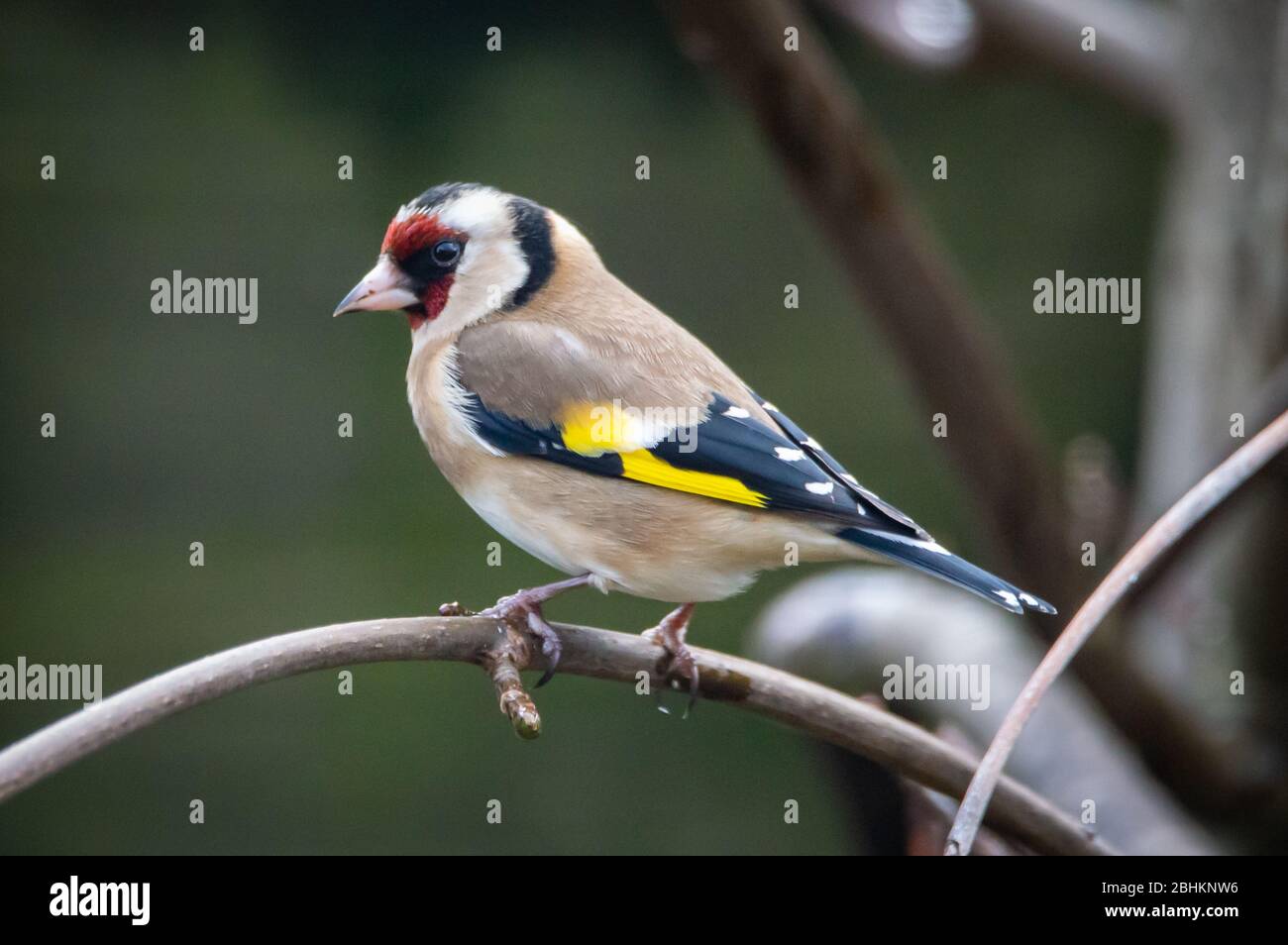 Goldfinch ireland hi-res stock photography and images - Alamy