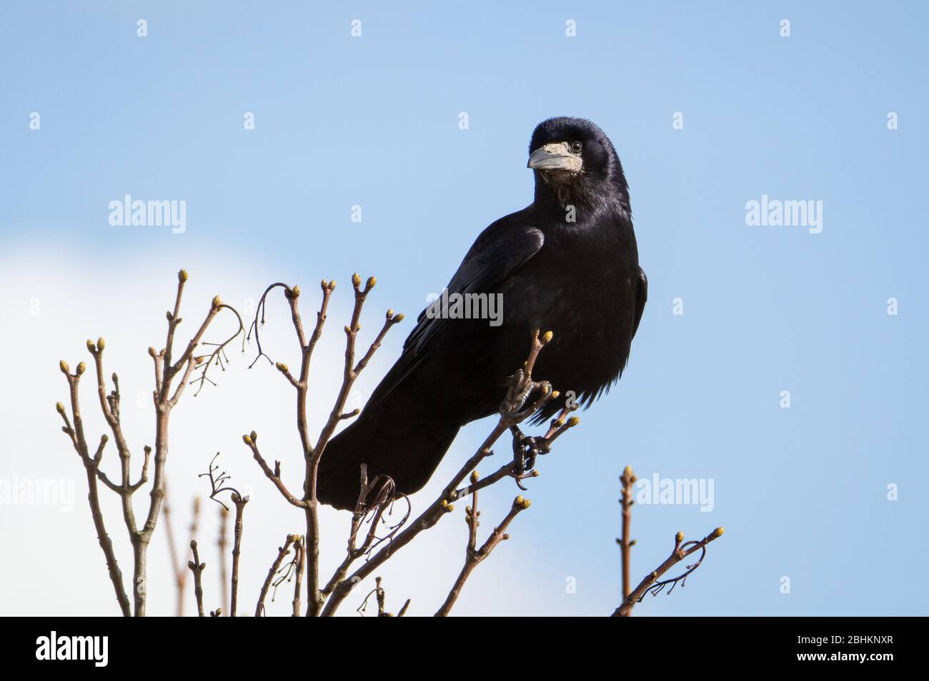Rook on a tree top Stock Photo - Alamy