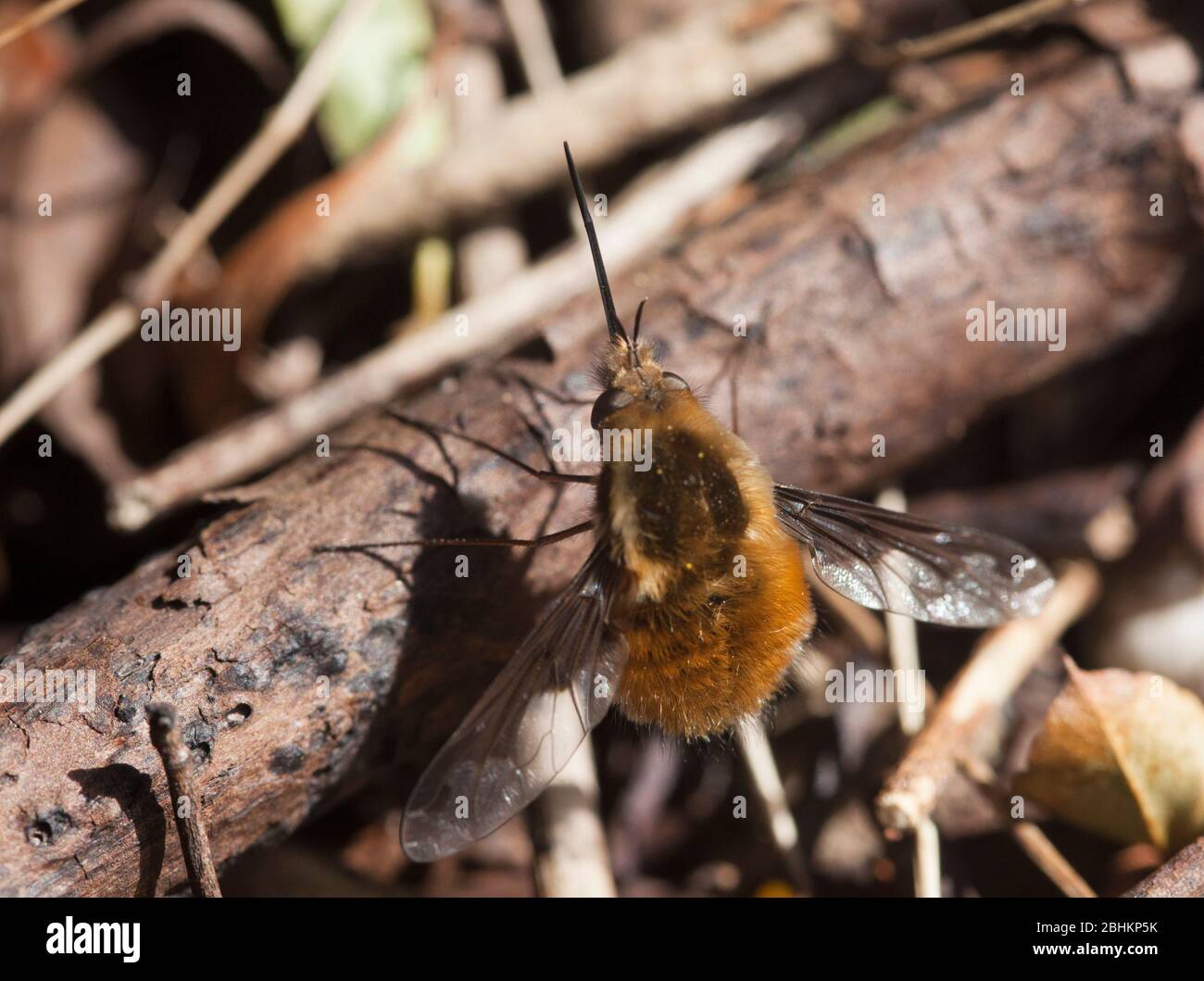 Bee fly insect mimic garden pollinator Stock Photo - Alamy
