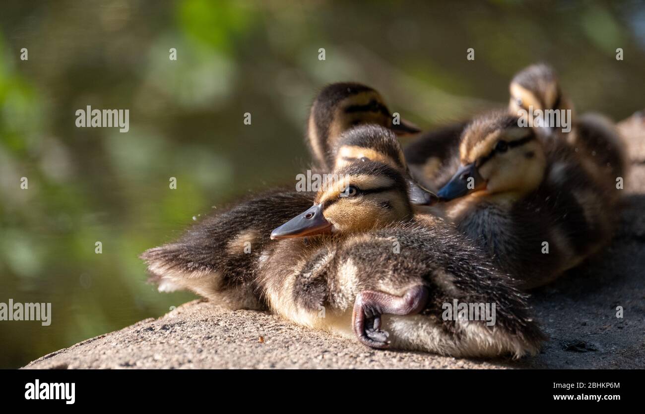New born ducklings at the duck pond at Pinner Memorial Park, Pinner, Middlesex, north west ...