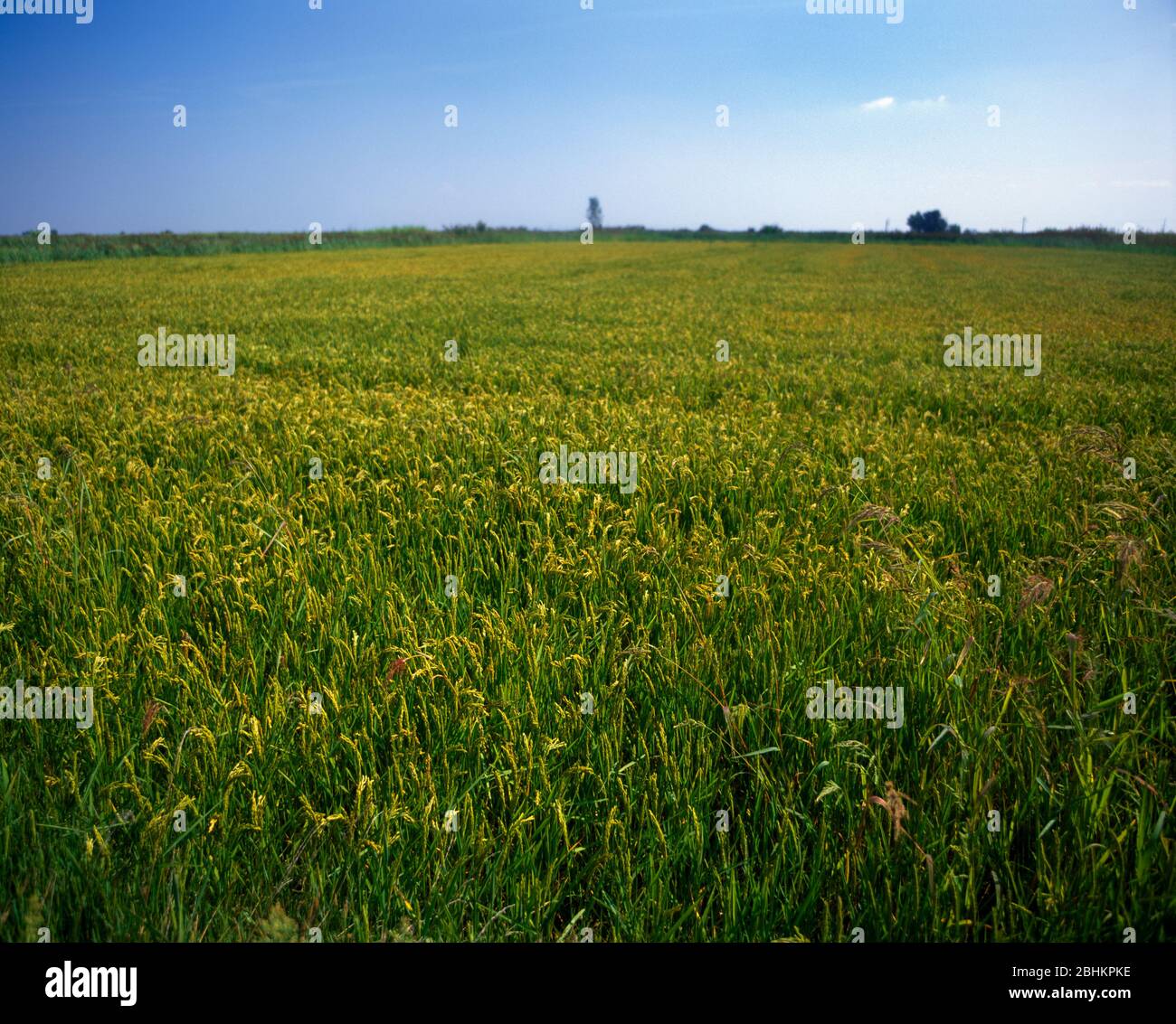 Camargue Provence France Rice Growing Stock Photo - Alamy