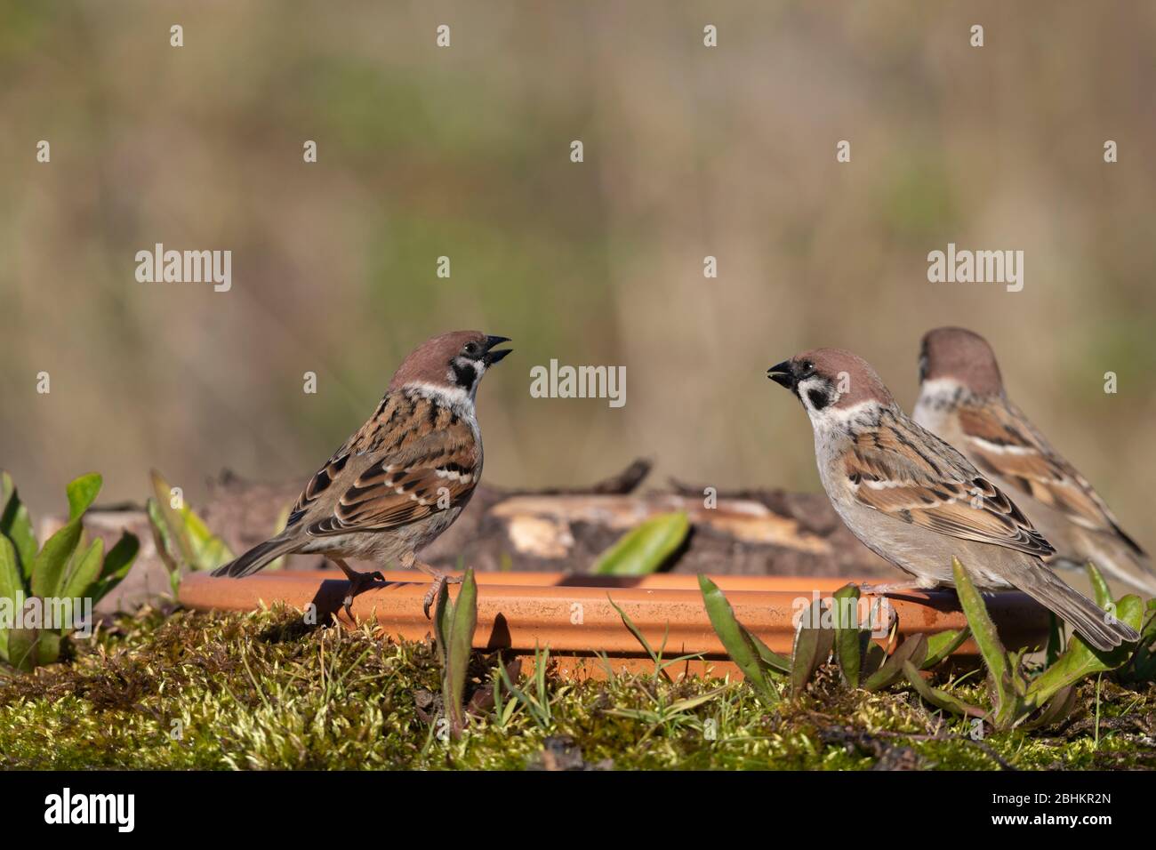 Three Tree Sparrows (Passer Montanus) Congregate Around a Garden Bird ...
