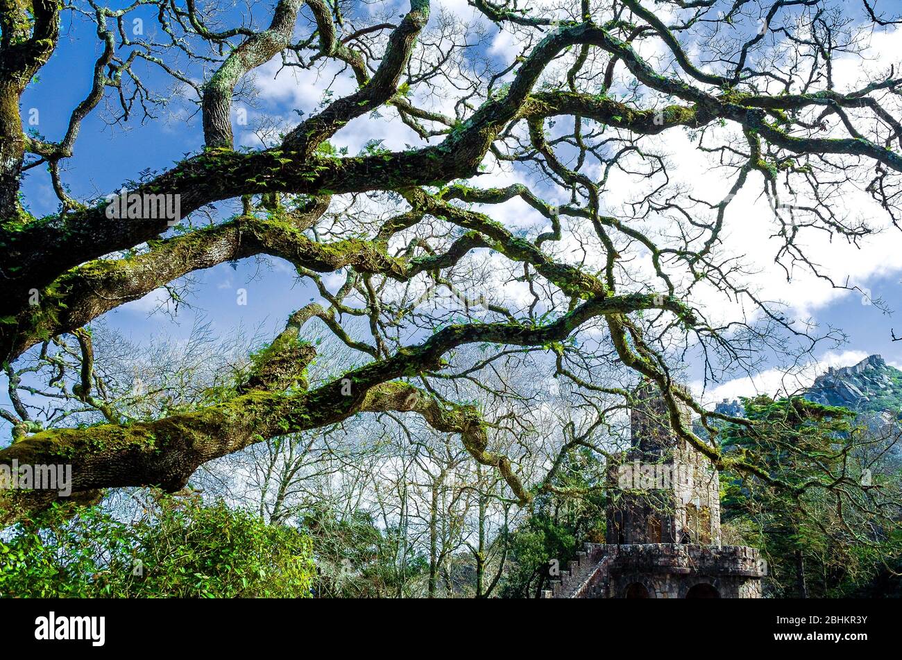 Giant trees in portugal hi-res stock photography and images - Alamy