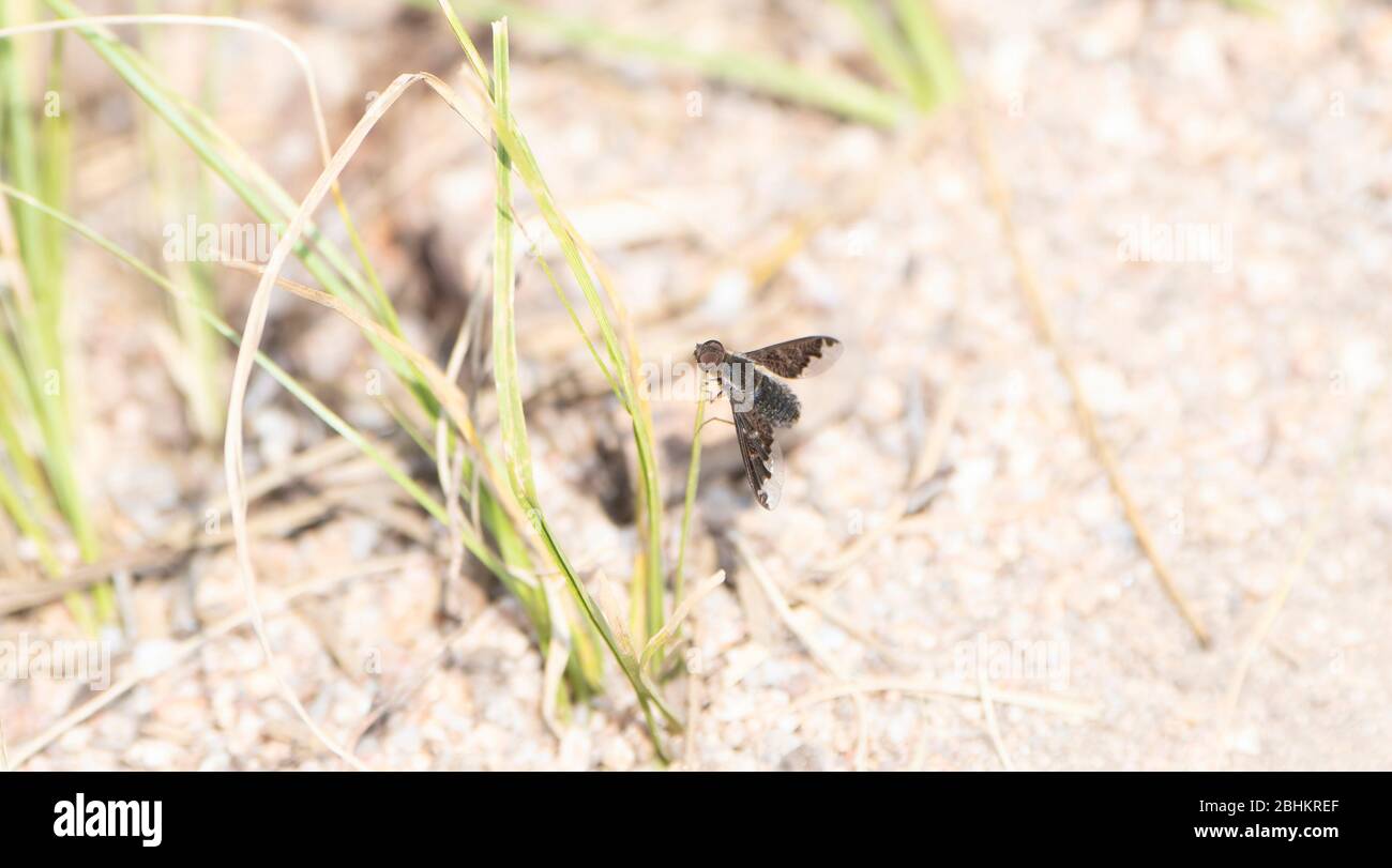 A Brown Bee Fly (Family Bombyliidae) with Beautiful Wings Perched on ...
