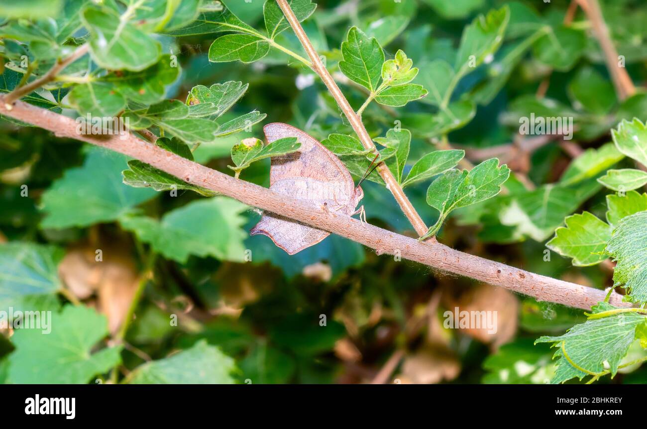 A Goatweed Leafwing Butterfly (Anaea andria) Perched on a Branch in ...