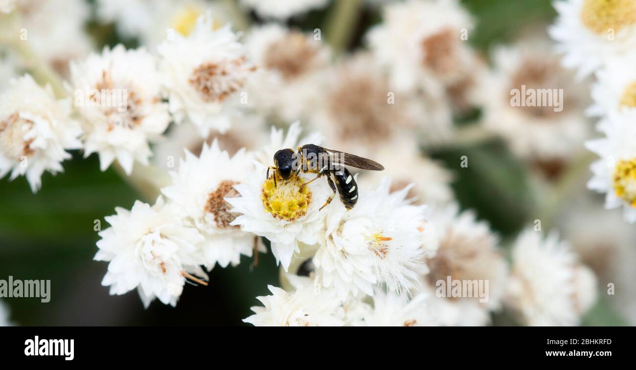 Squarehead hi-res stock photography and images - Alamy