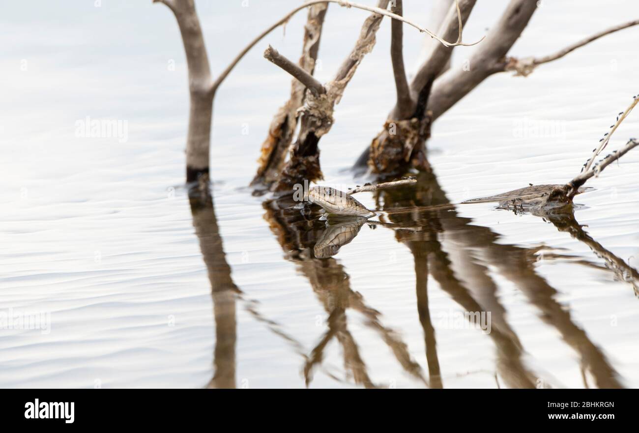 A Western Terrestrial Garter Snake (Thamnophis elegans) with Its Head ...