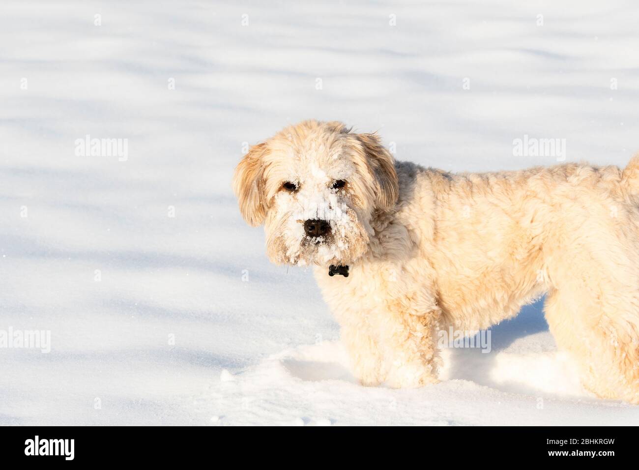 Adorable Blond Colored Soft Coated Wheaten Terrier Dog Playing in the ...