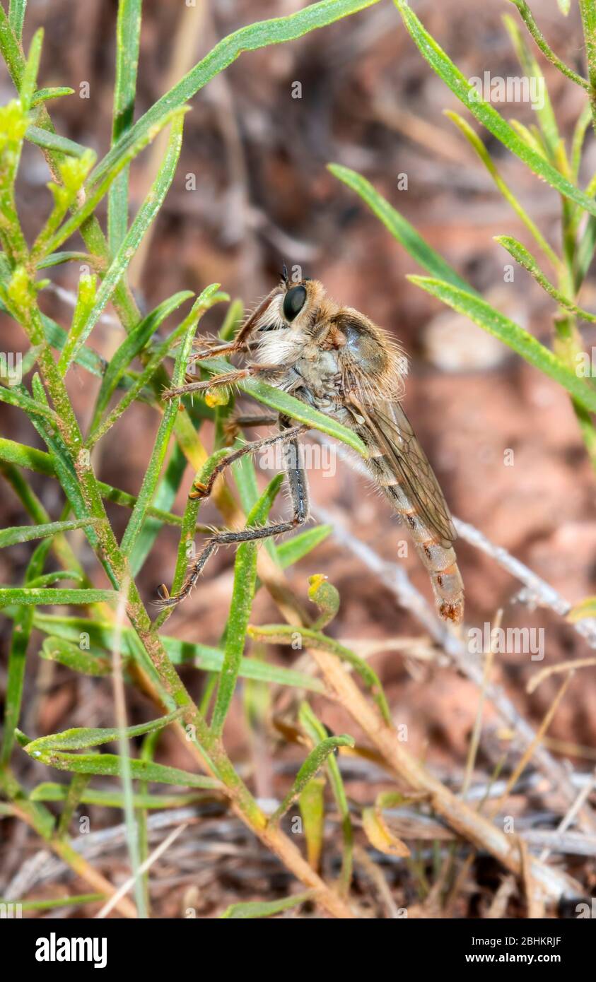 Species of robber fly hi-res stock photography and images - Alamy