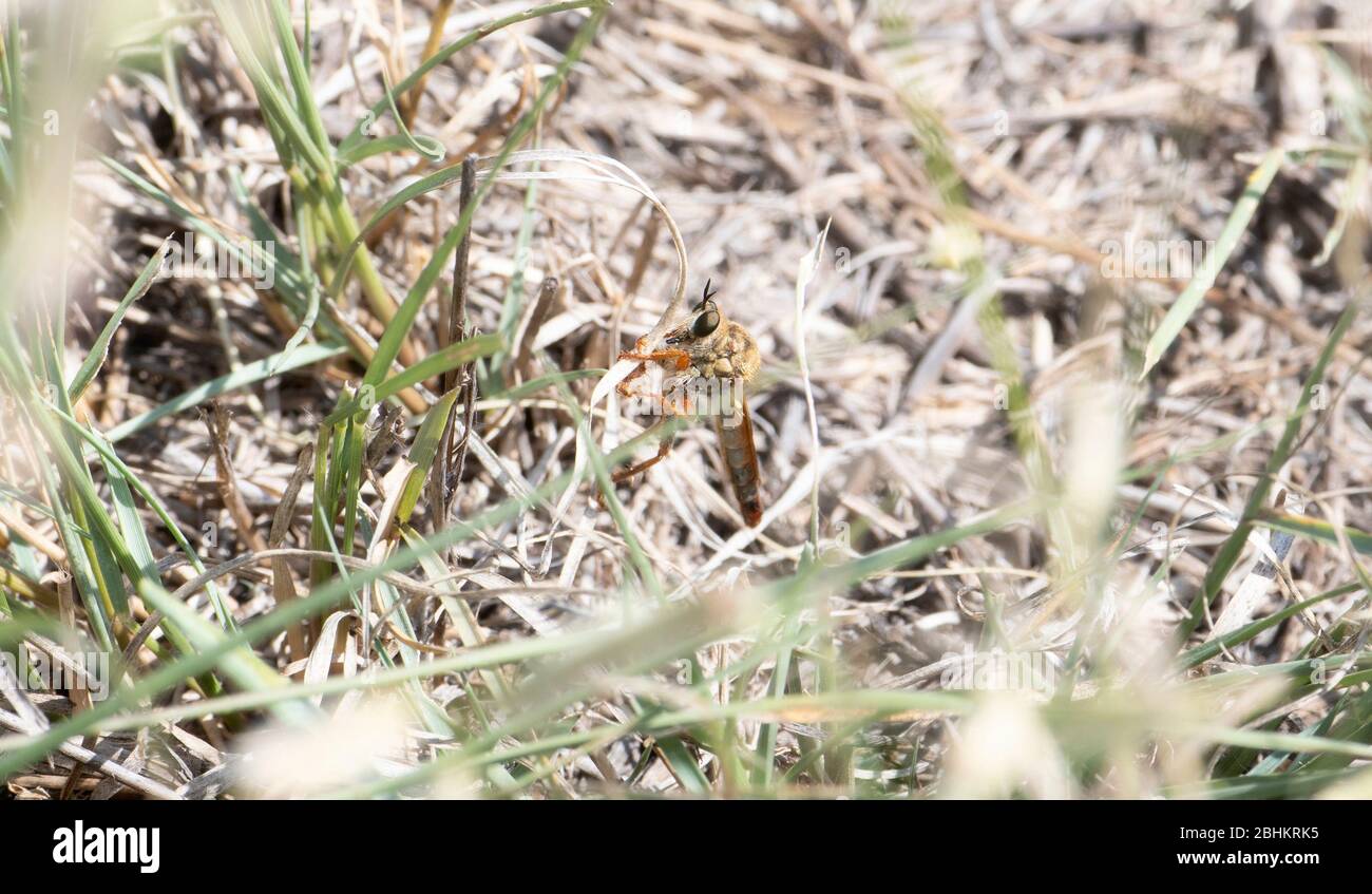 Species of robber fly hi-res stock photography and images - Alamy