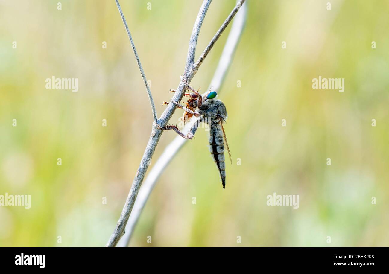 Species of robber fly hi-res stock photography and images - Alamy