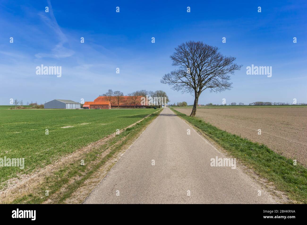 Lone tree and road in the flat landscape of Groningen, Netherlands ...
