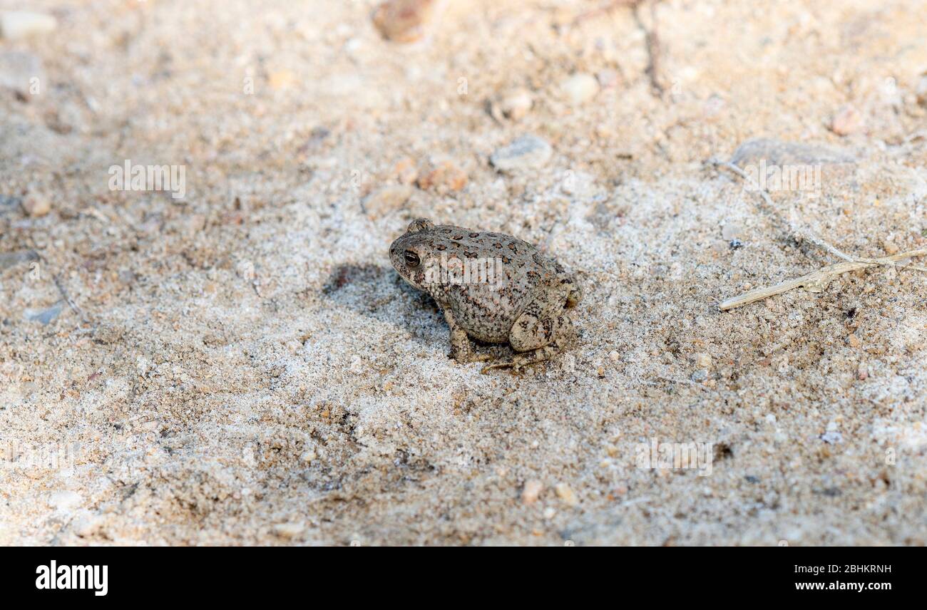Primitive amphibian hi-res stock photography and images - Alamy