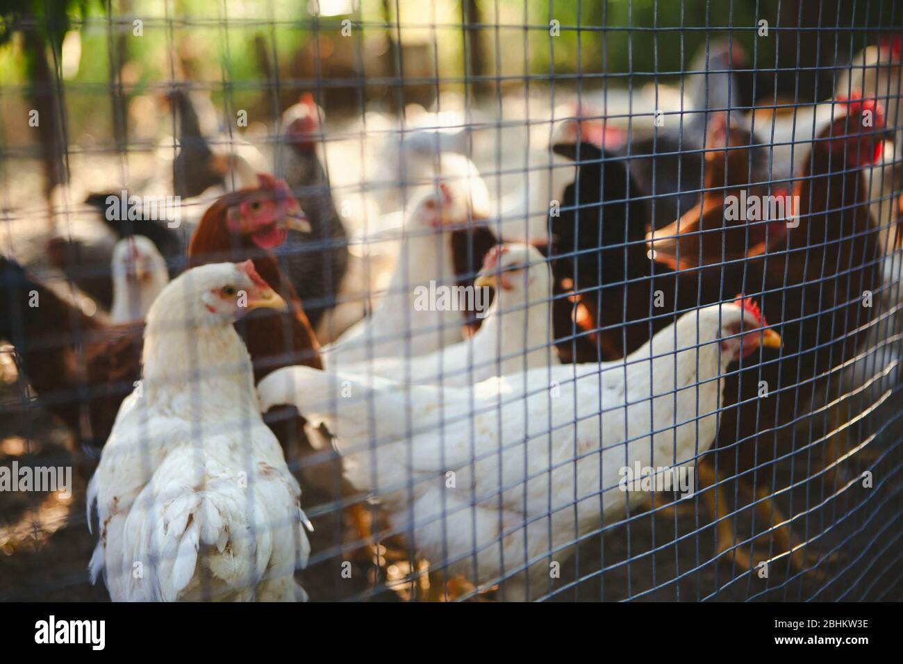 poultry farming , chickens in the cage Stock Photo - Alamy
