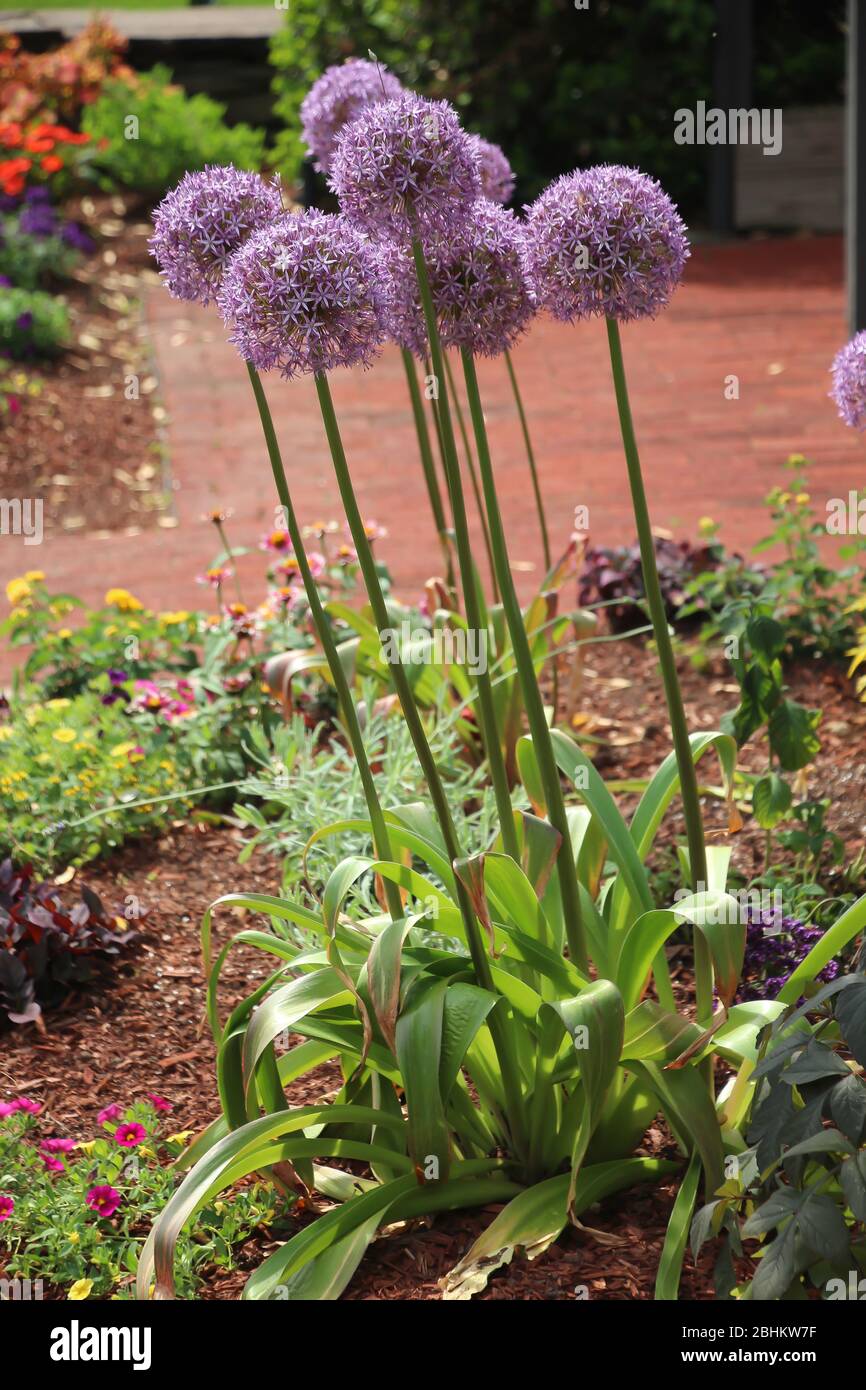 beautiful tall large purple alliums reaching up towards the sun with ...