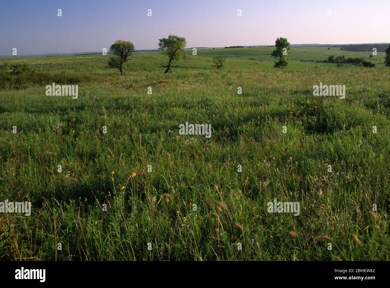 Tallgrass prairie, Tallgrass Prairie Preserve, Oklahoma Stock Photo - Alamy