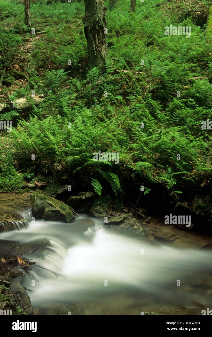 Morrison creek trail hi-res stock photography and images - Alamy