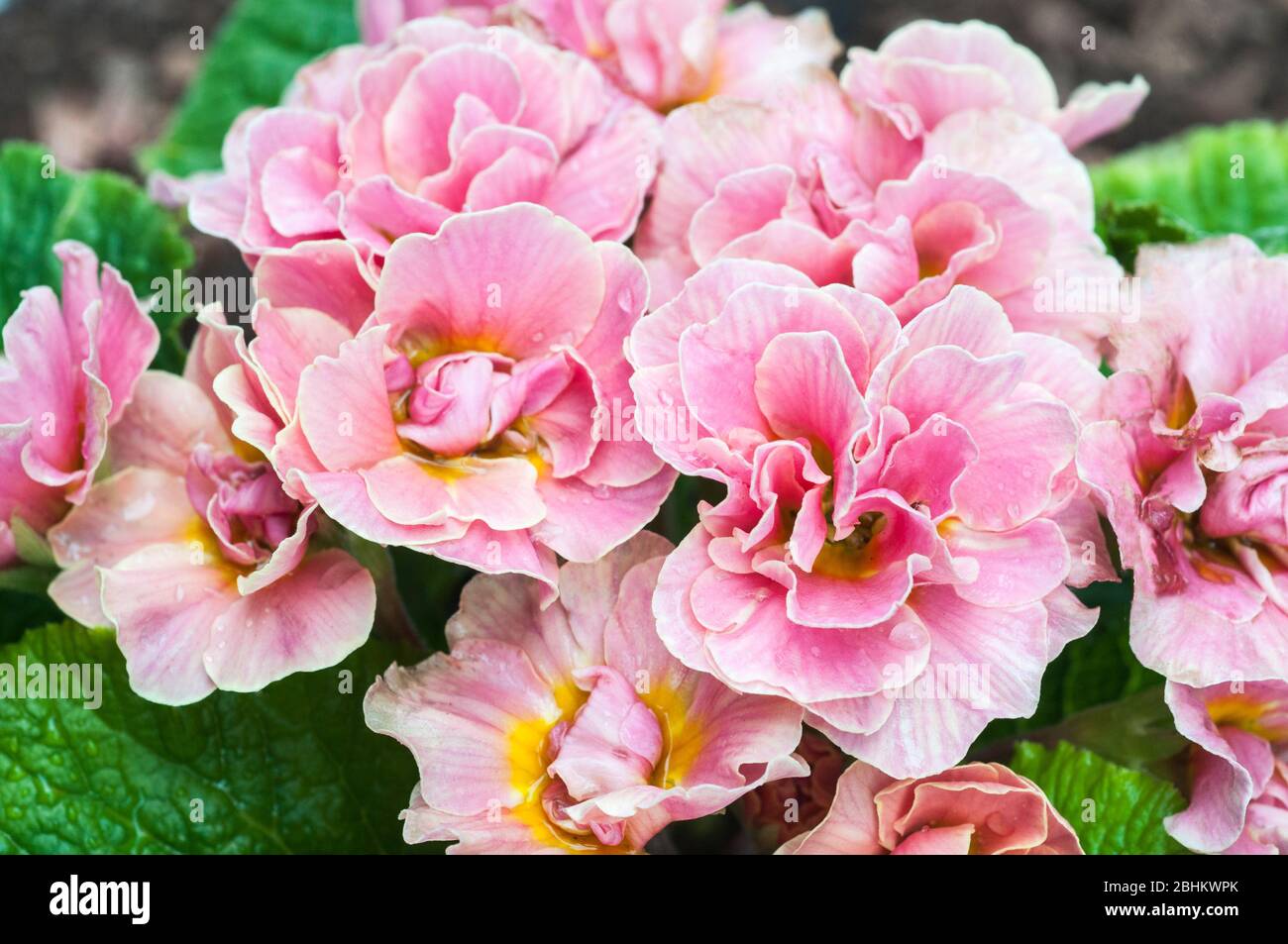 Double Primrose High Resolution Stock Photography and Images - Alamy