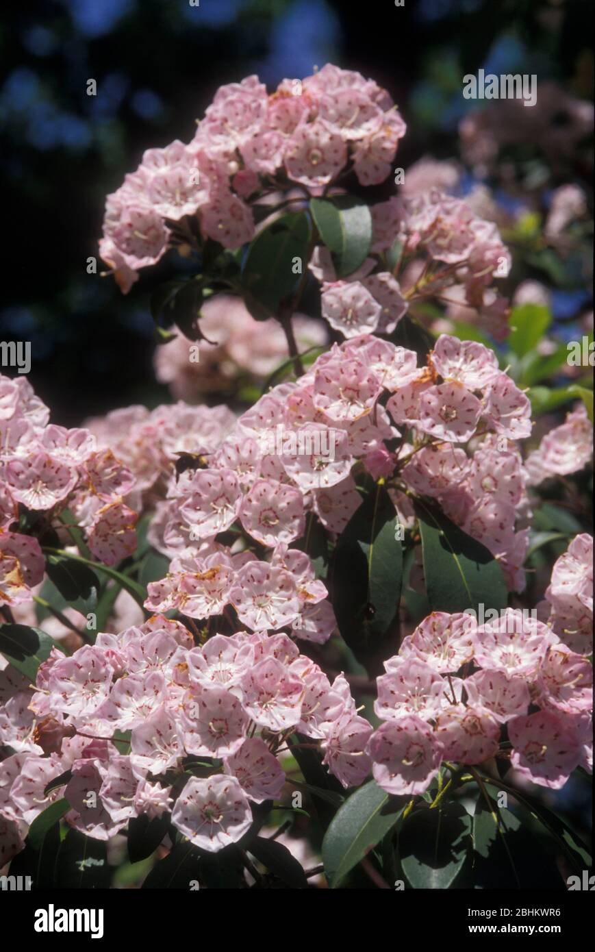 Pennsylvania state flower hi-res stock photography and images - Alamy