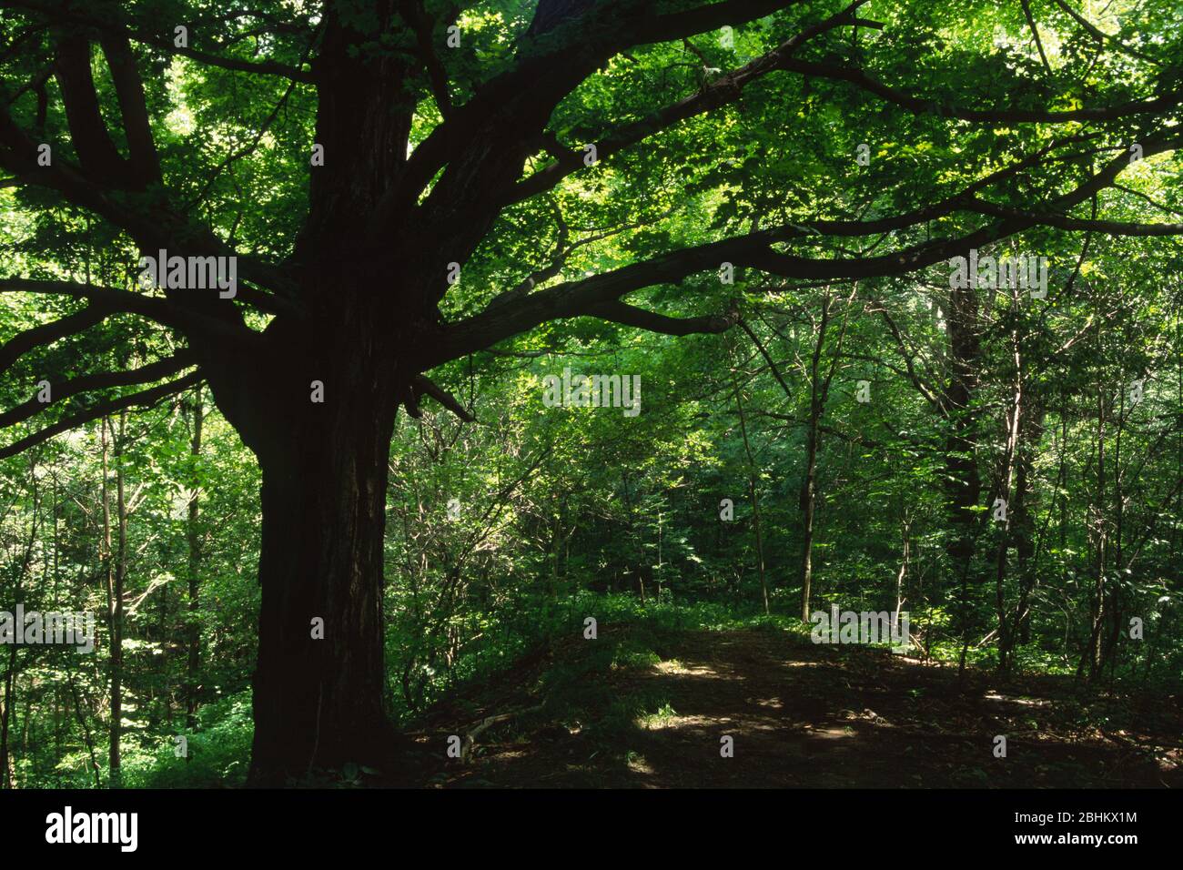 Maple along Shenango River National Recreation Trail, Shenango River ...